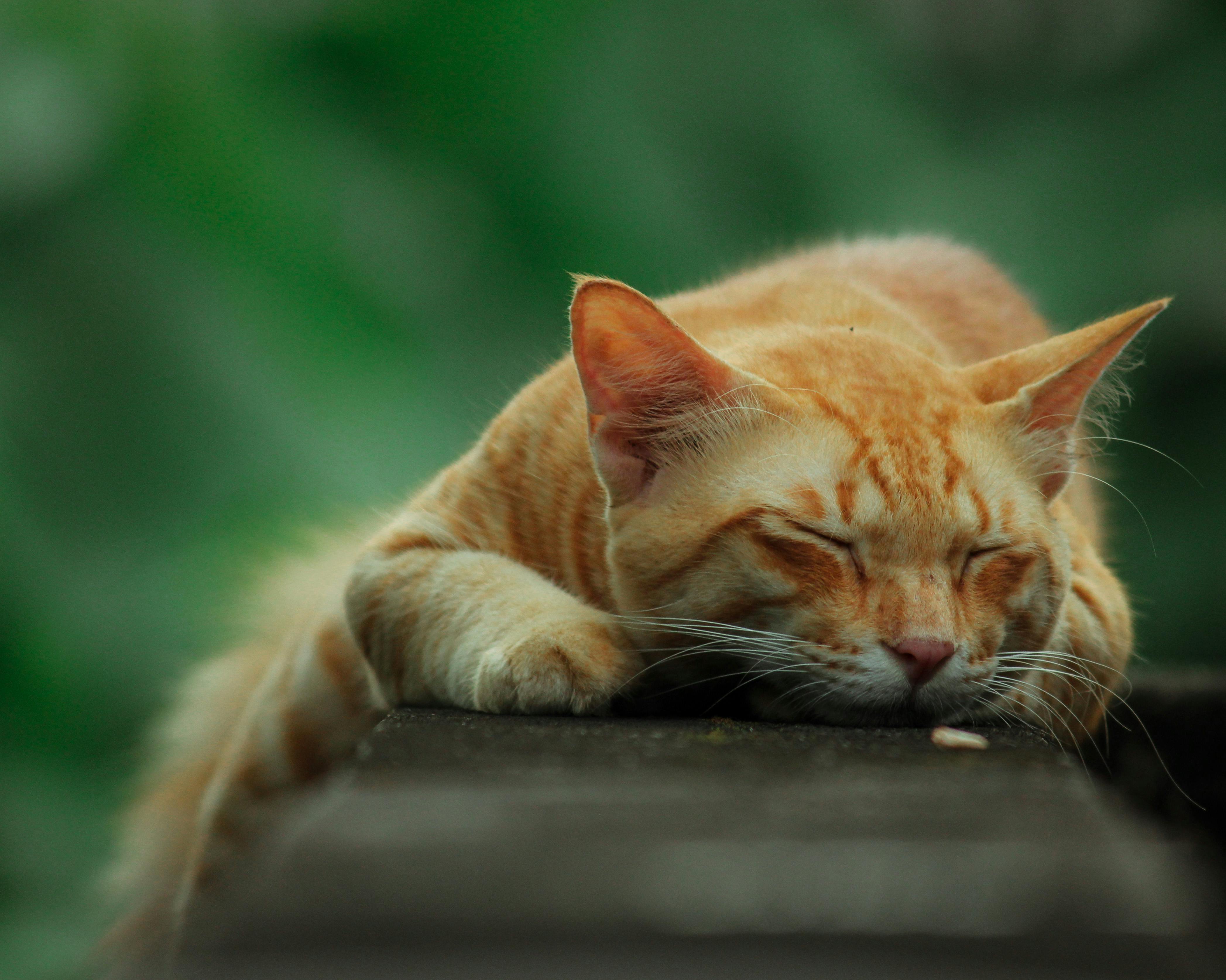 Cute cat resting on smooth floor · Free Stock Photo