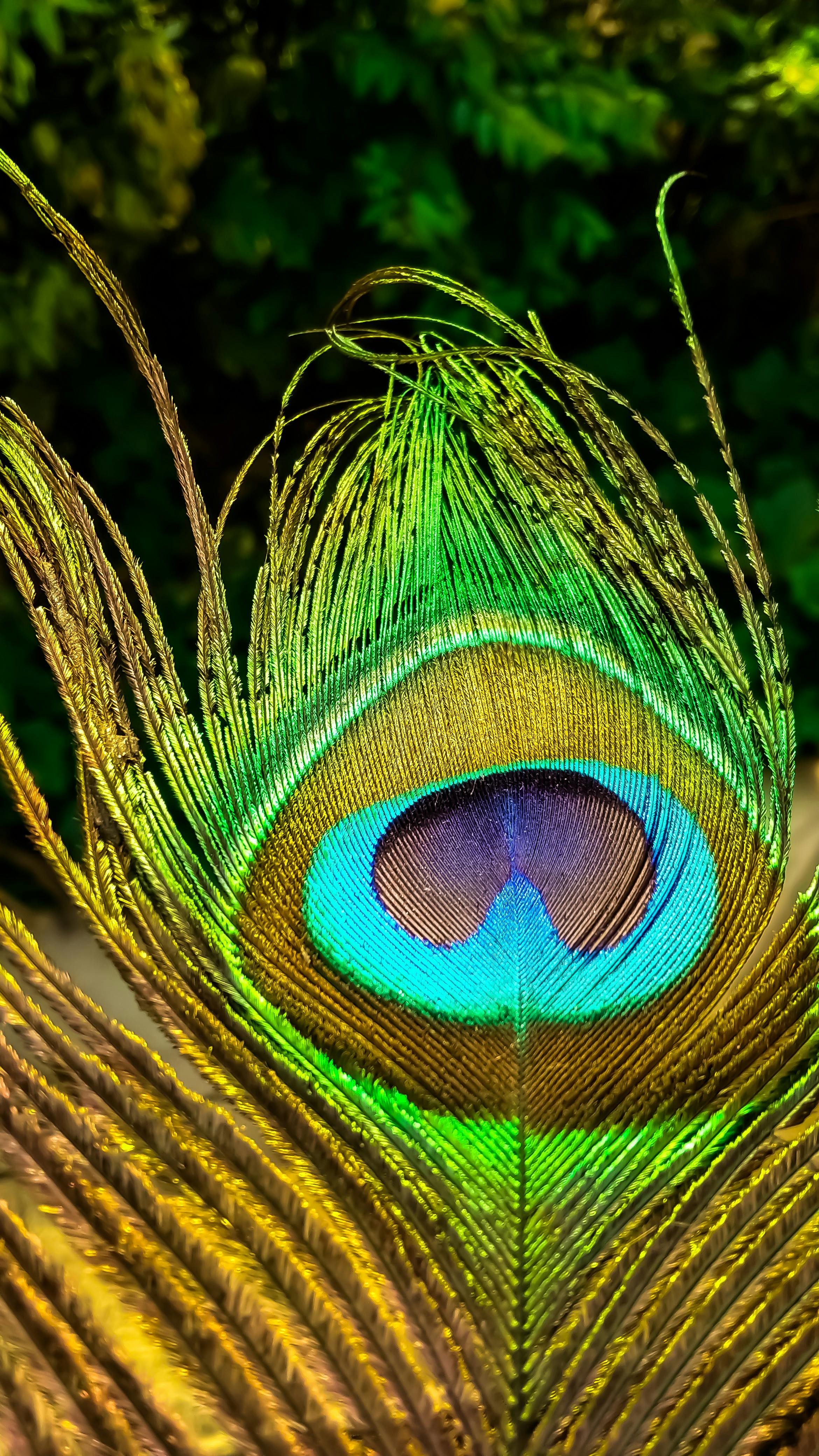 Free stock photo of beauty in nature, feathers, nature architecture