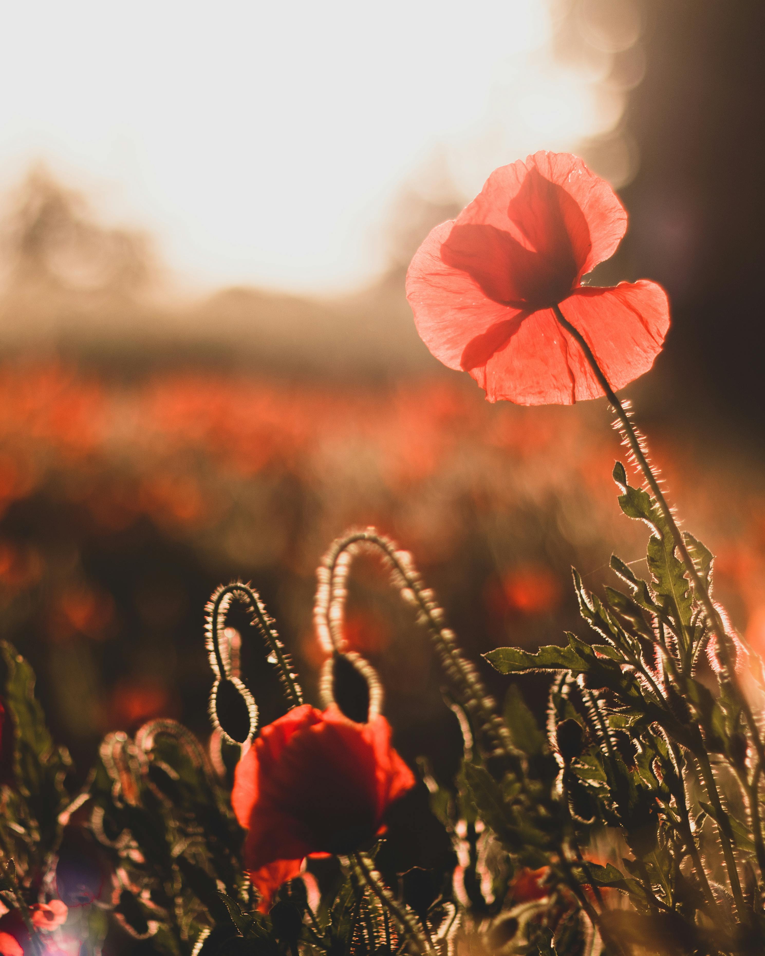 30+ Best Opium Photos · 100% Free Download · Pexels Stock Photos