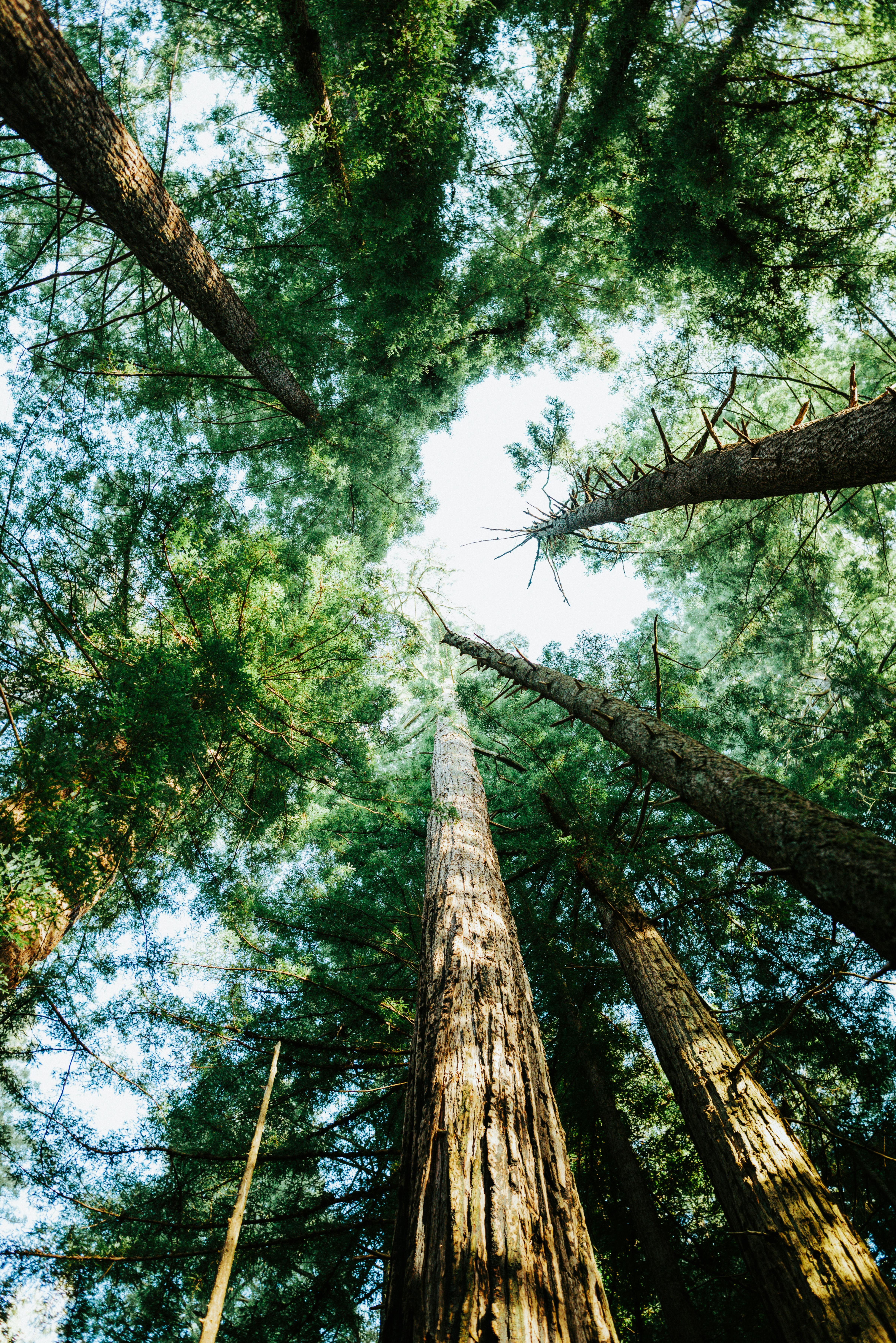 Worm's Eye View of Pine Trees · Free Stock Photo