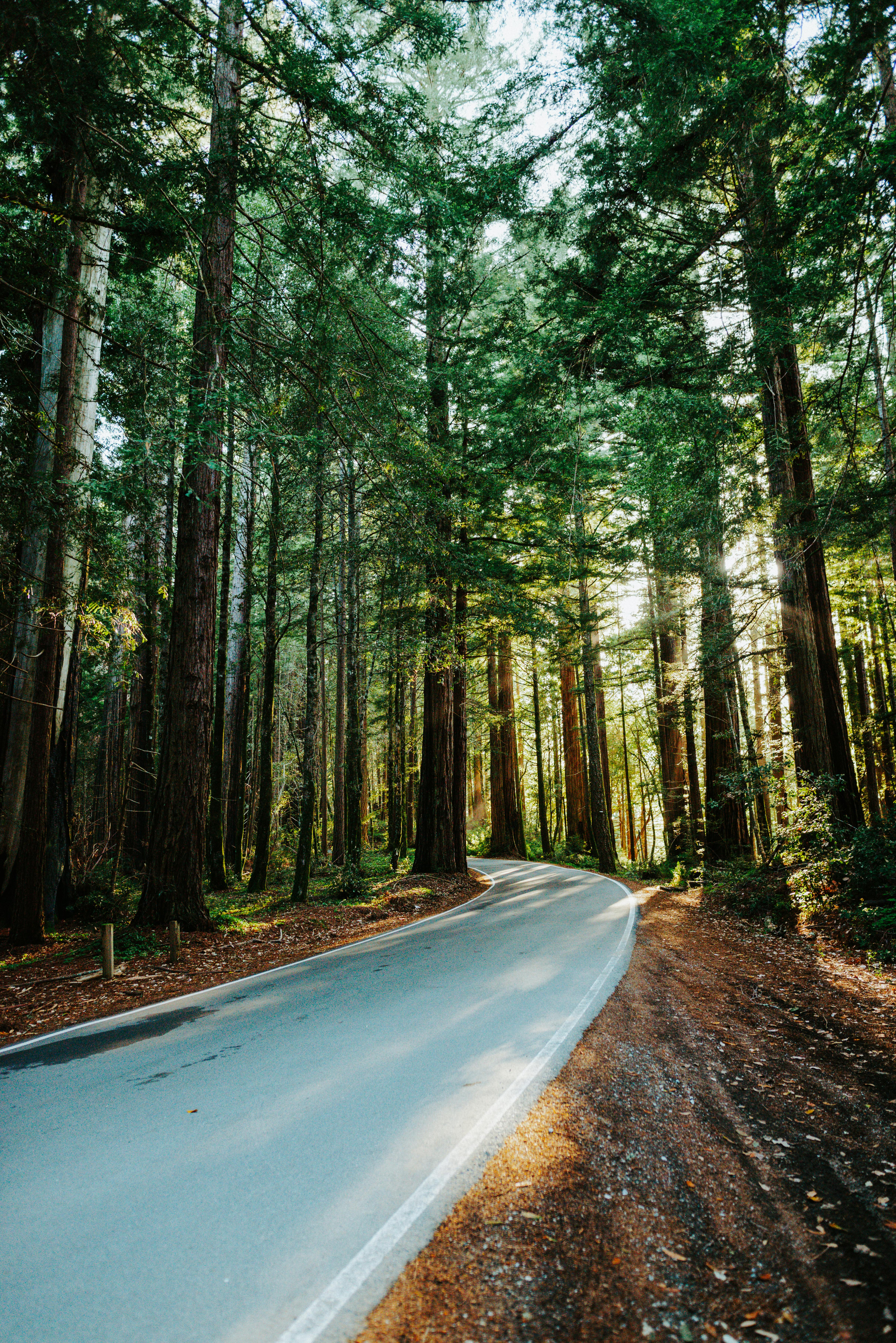 Curve Road in Between Pine Trees · Free Stock Photo