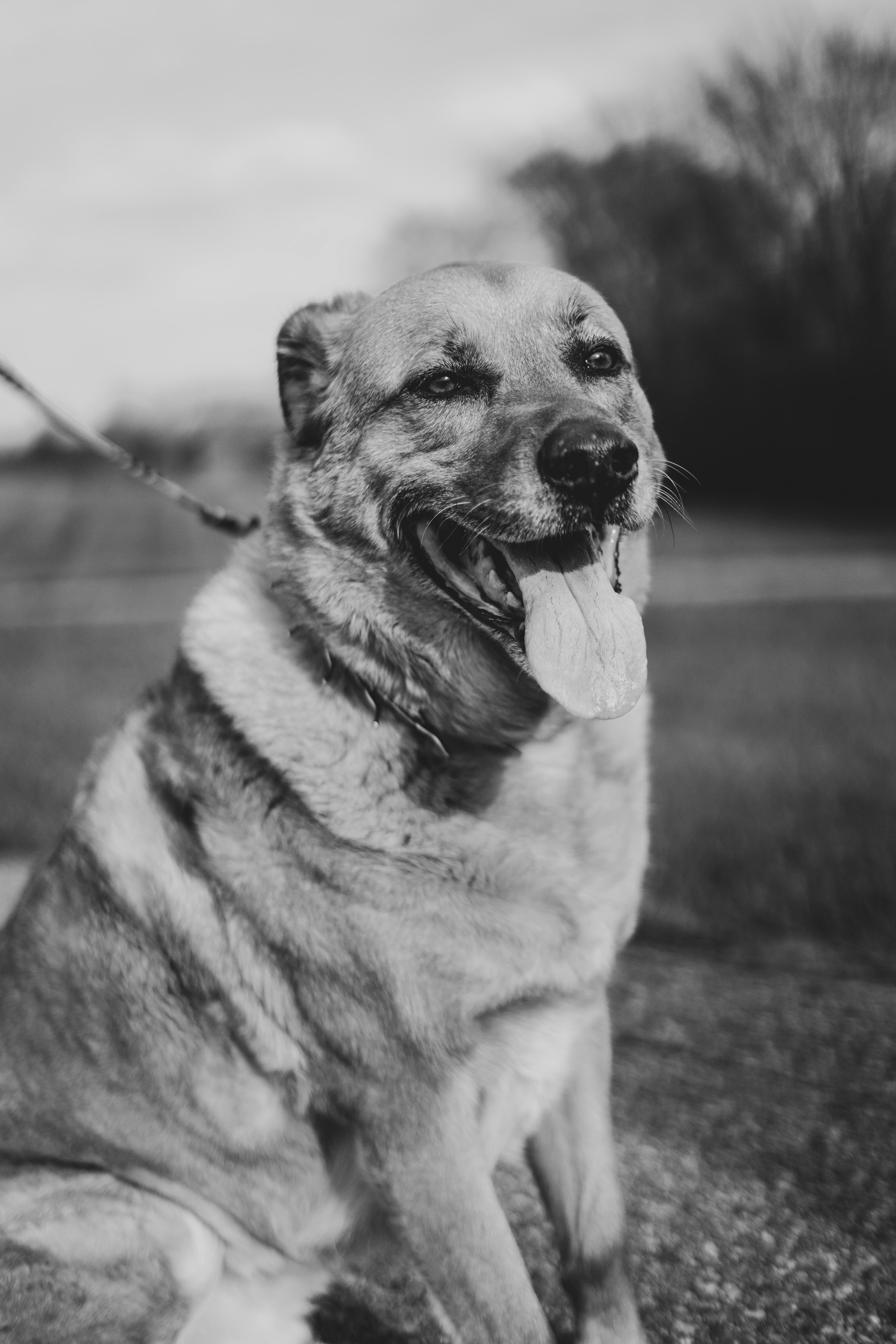 Grayscale Photo of a Dog · Free Stock Photo