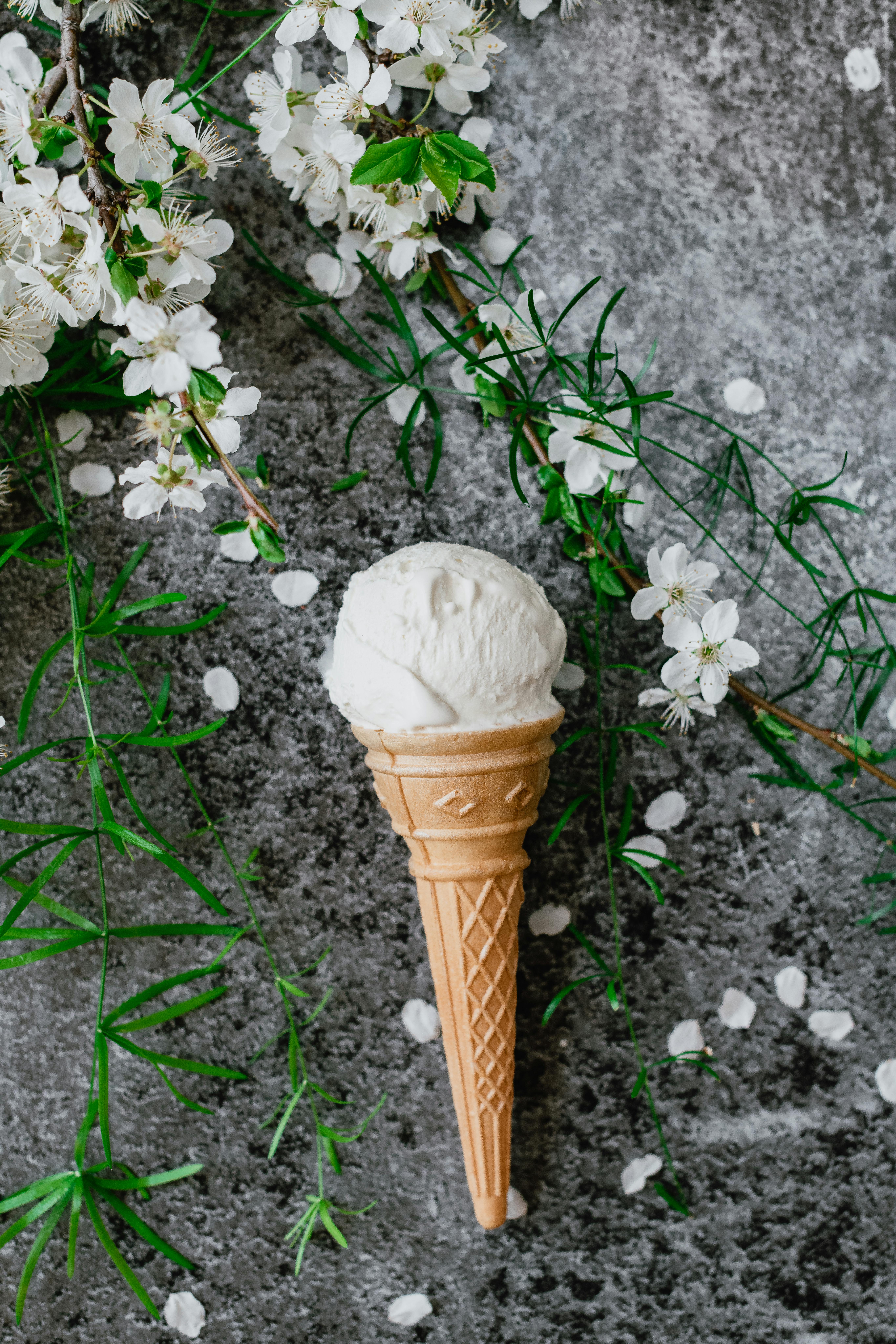 20+ Interesting Cornet Photos · Pexels · Free Stock Photos