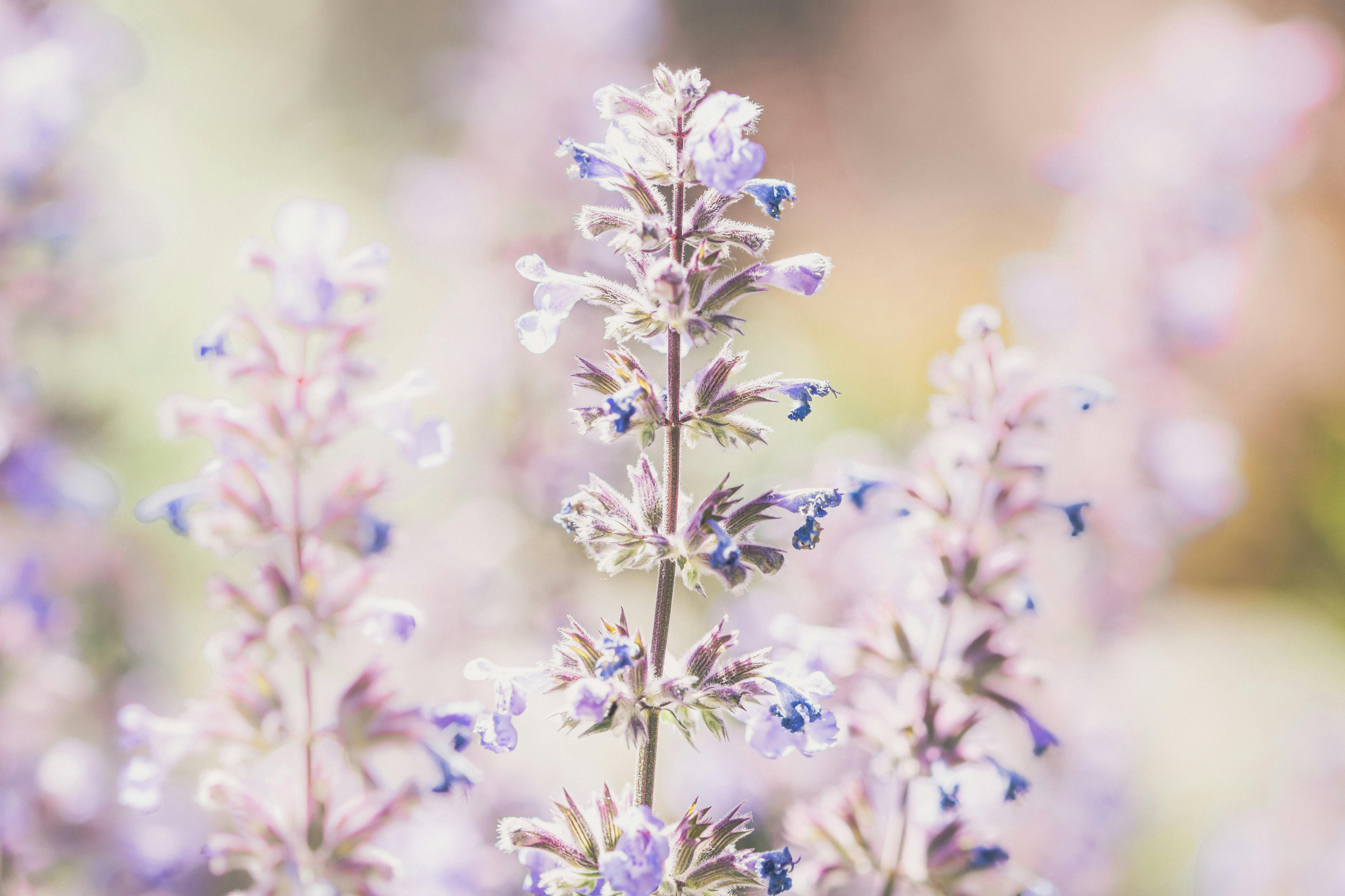 Purple Lavender on Field during Sunset · Free Stock Photo