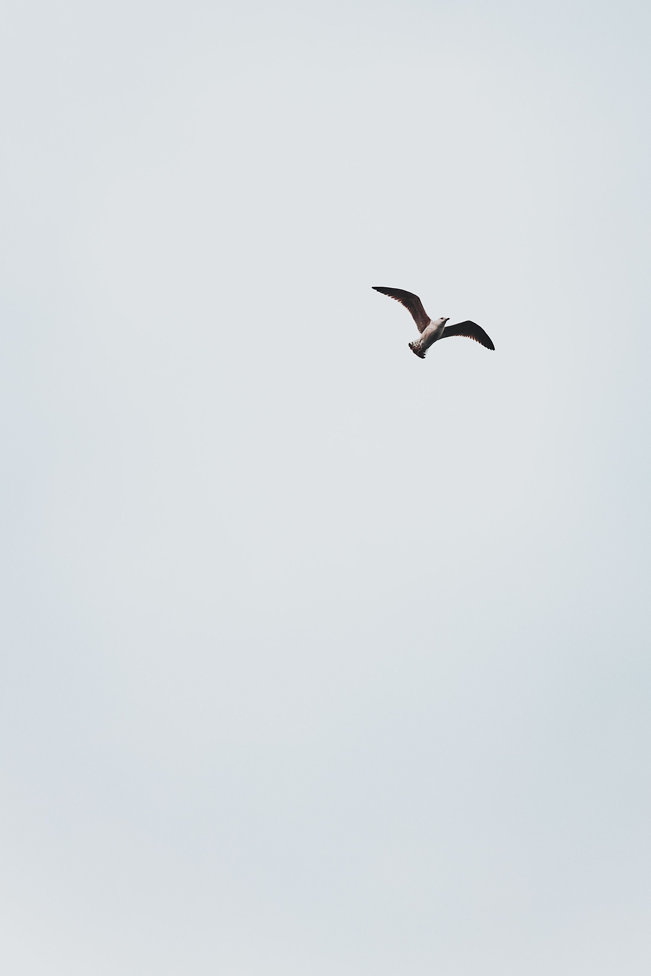 Bird flying in grey sky · Free Stock Photo