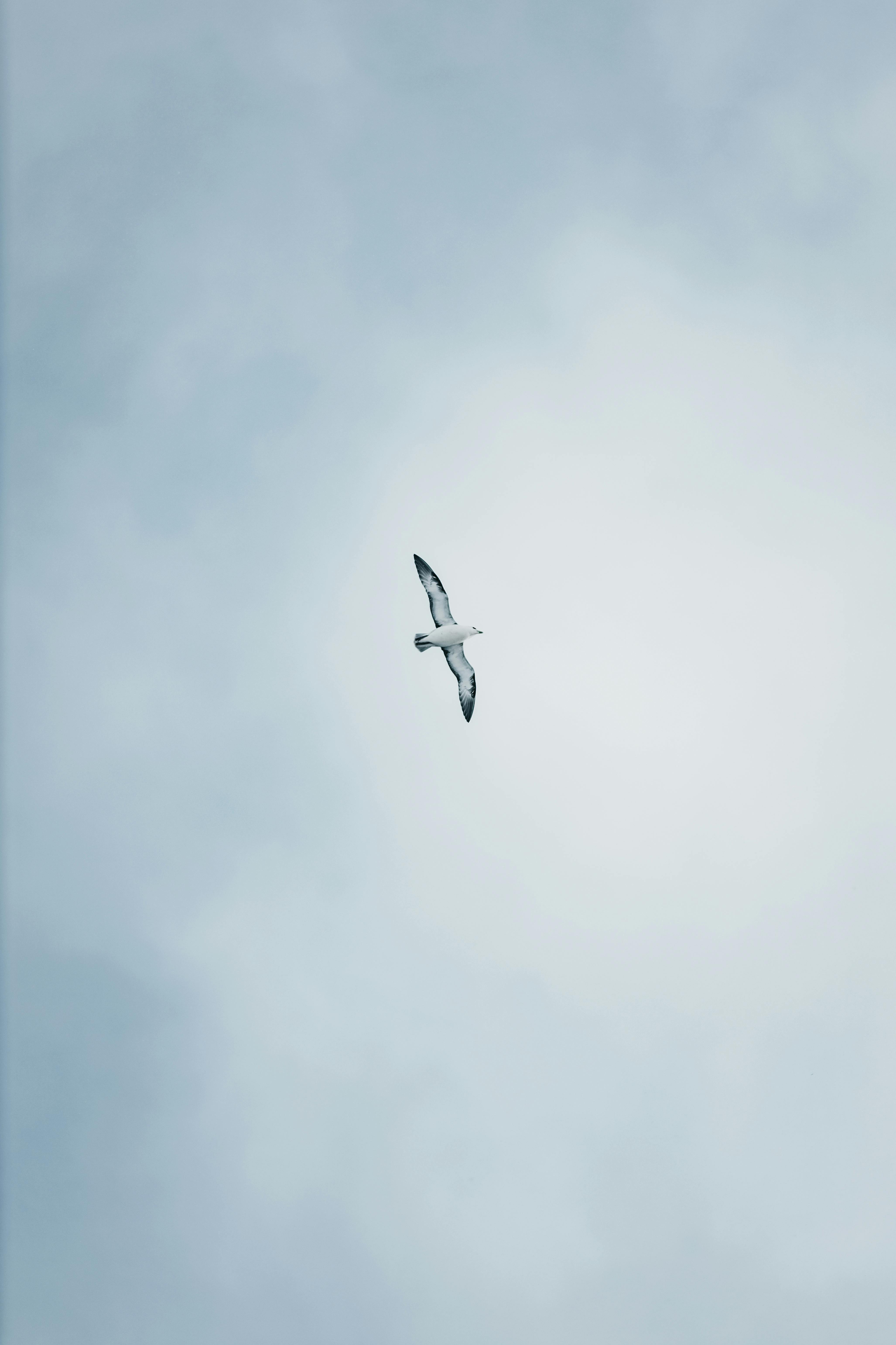 White Bird Flying Under the Blue and White Sky during Daytime · Free ...
