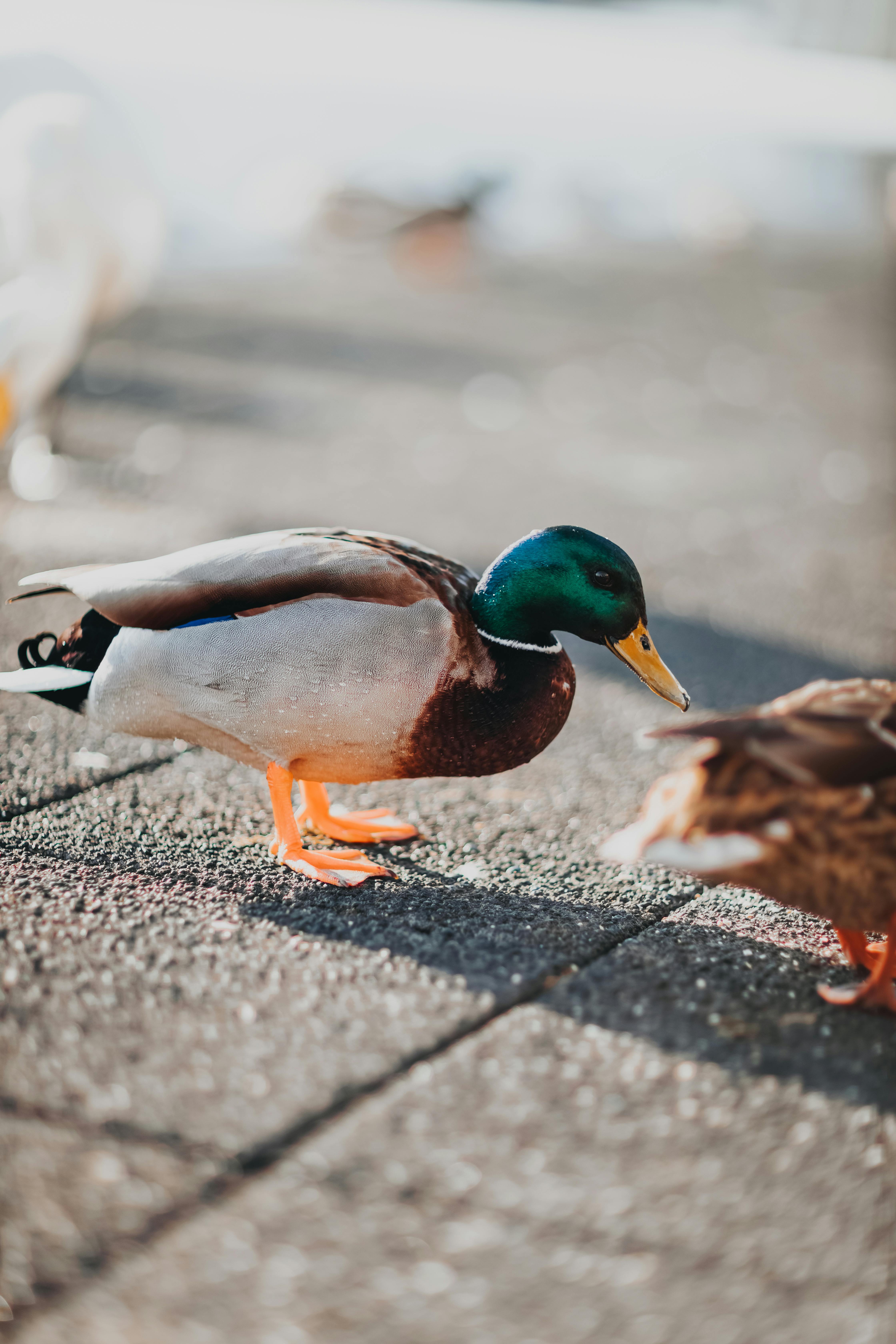 Graceful goose with striped plumage on embankment · Free Stock Photo