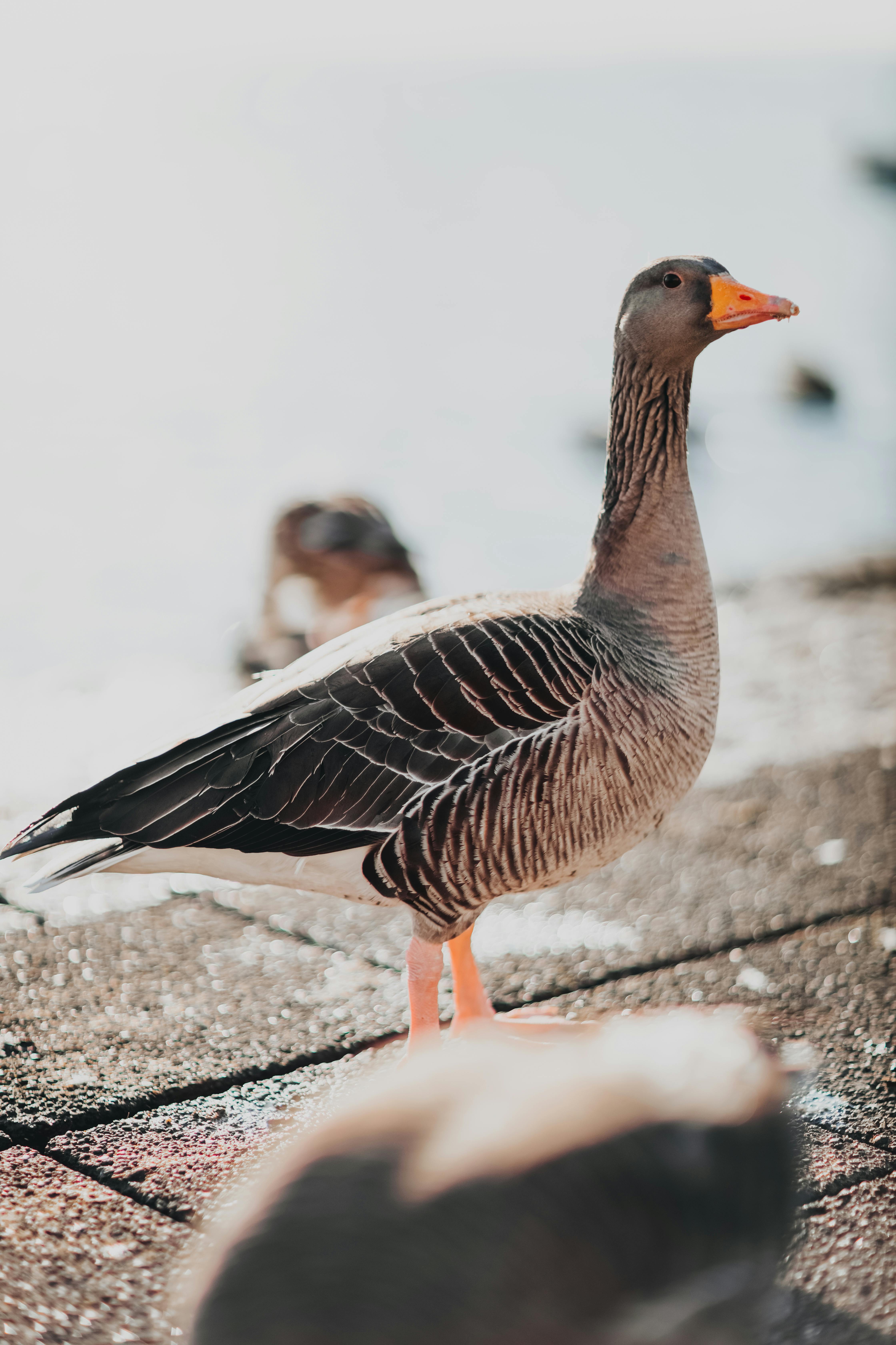 Graceful goose with striped plumage on embankment · Free Stock Photo