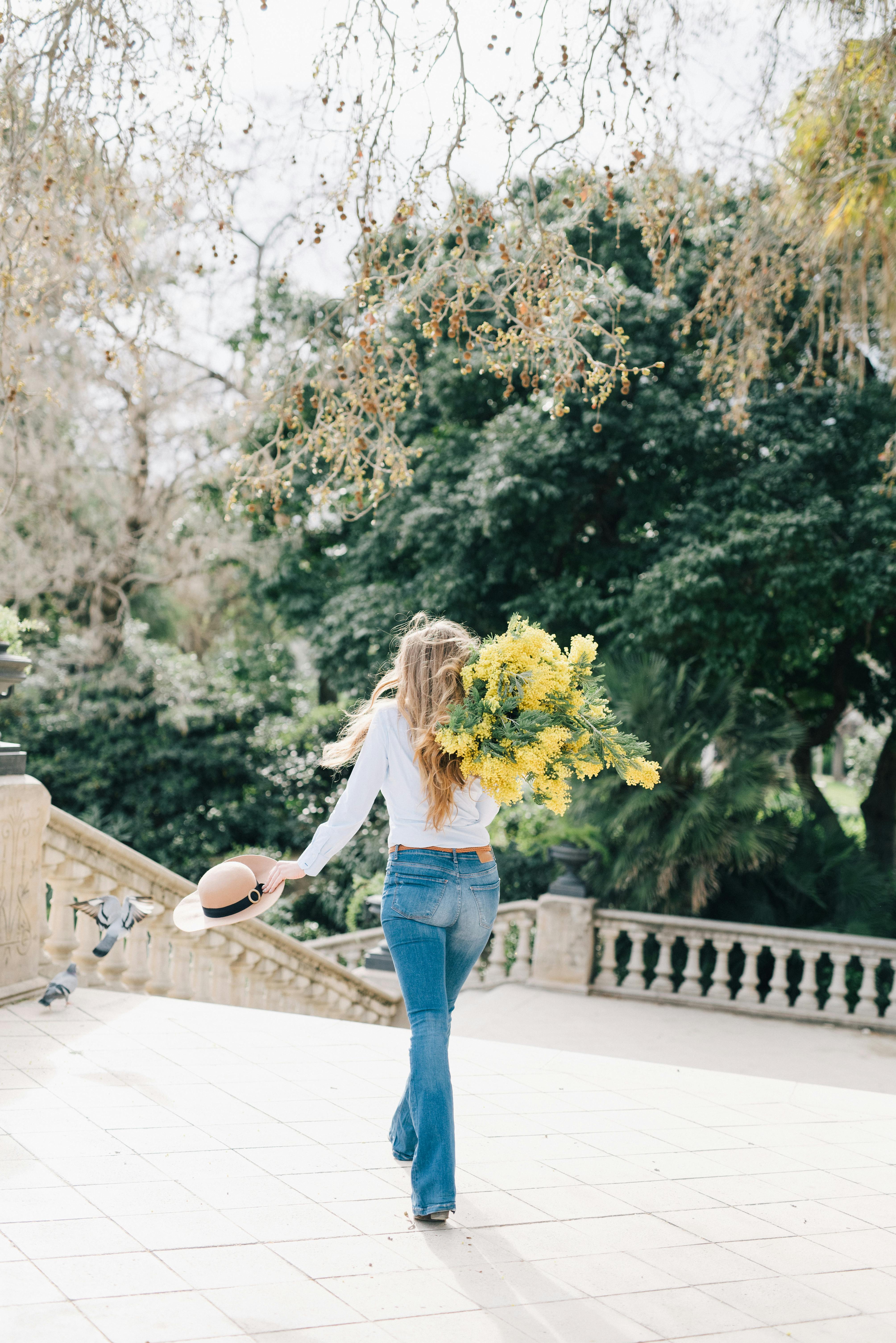 Mimosas Photos, Download The BEST Free Mimosas Stock Photos & HD Images