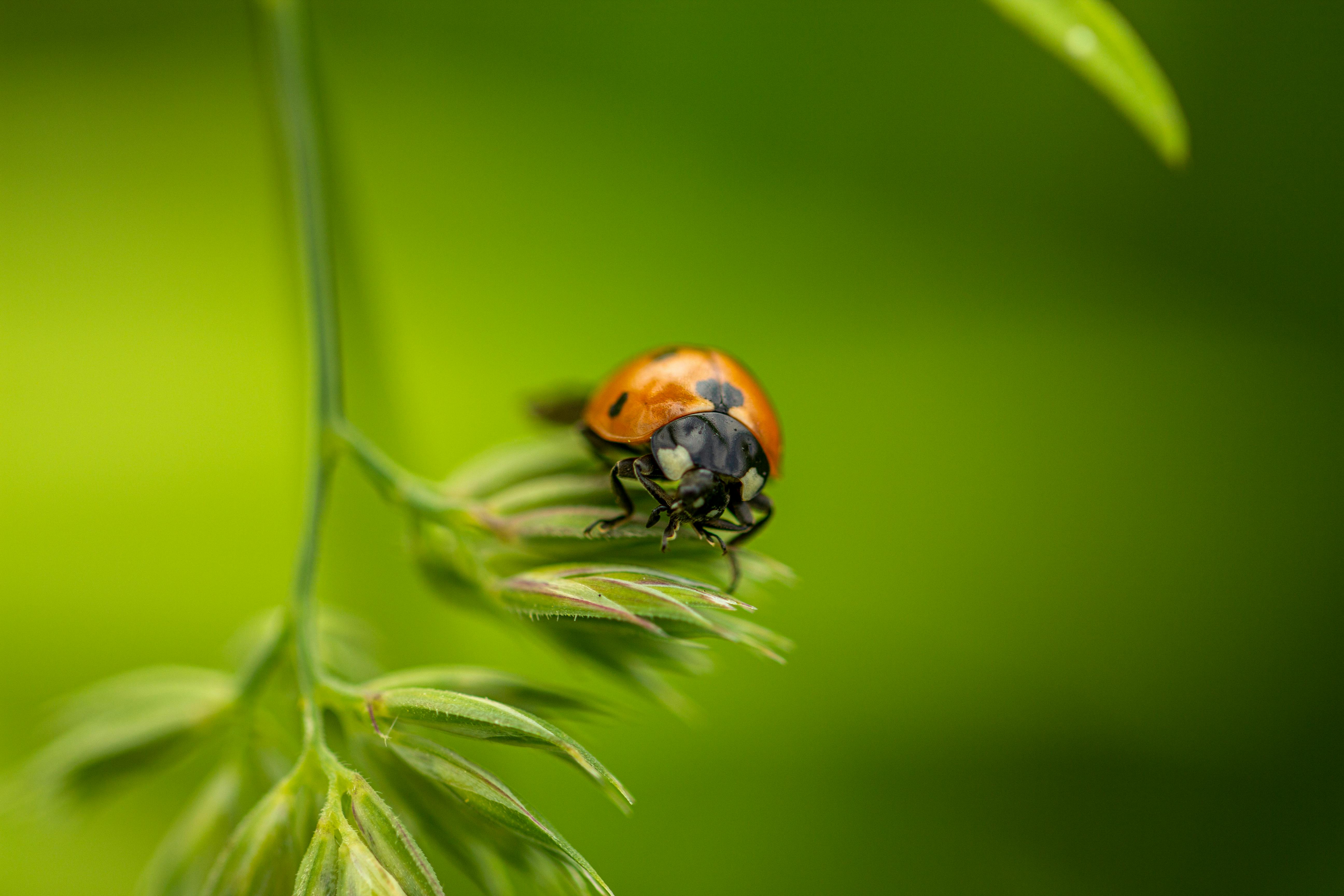 Close up Shot of a Ladybug on Green Leaves · Free Stock Photo