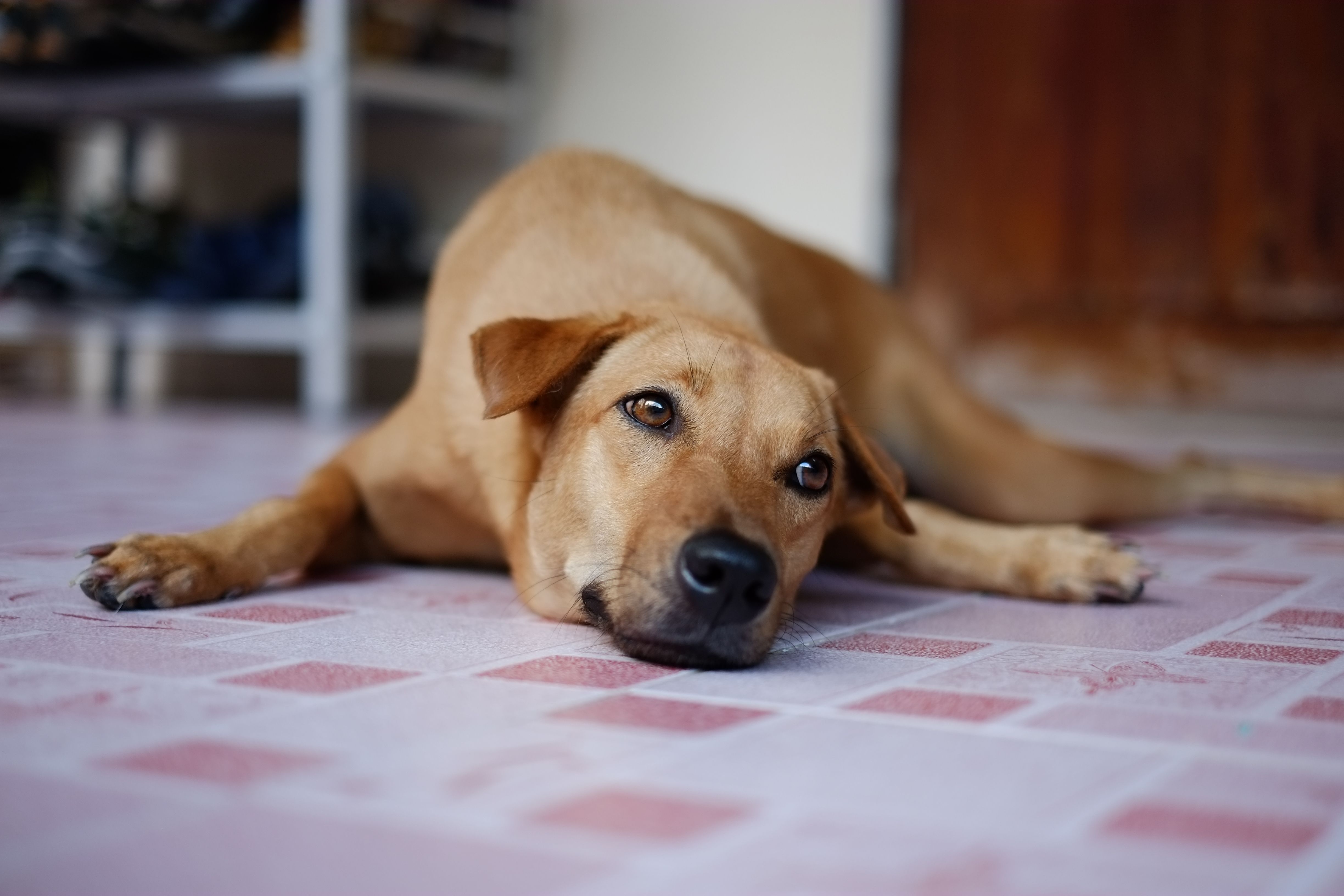 Portrait of Dog · Free Stock Photo