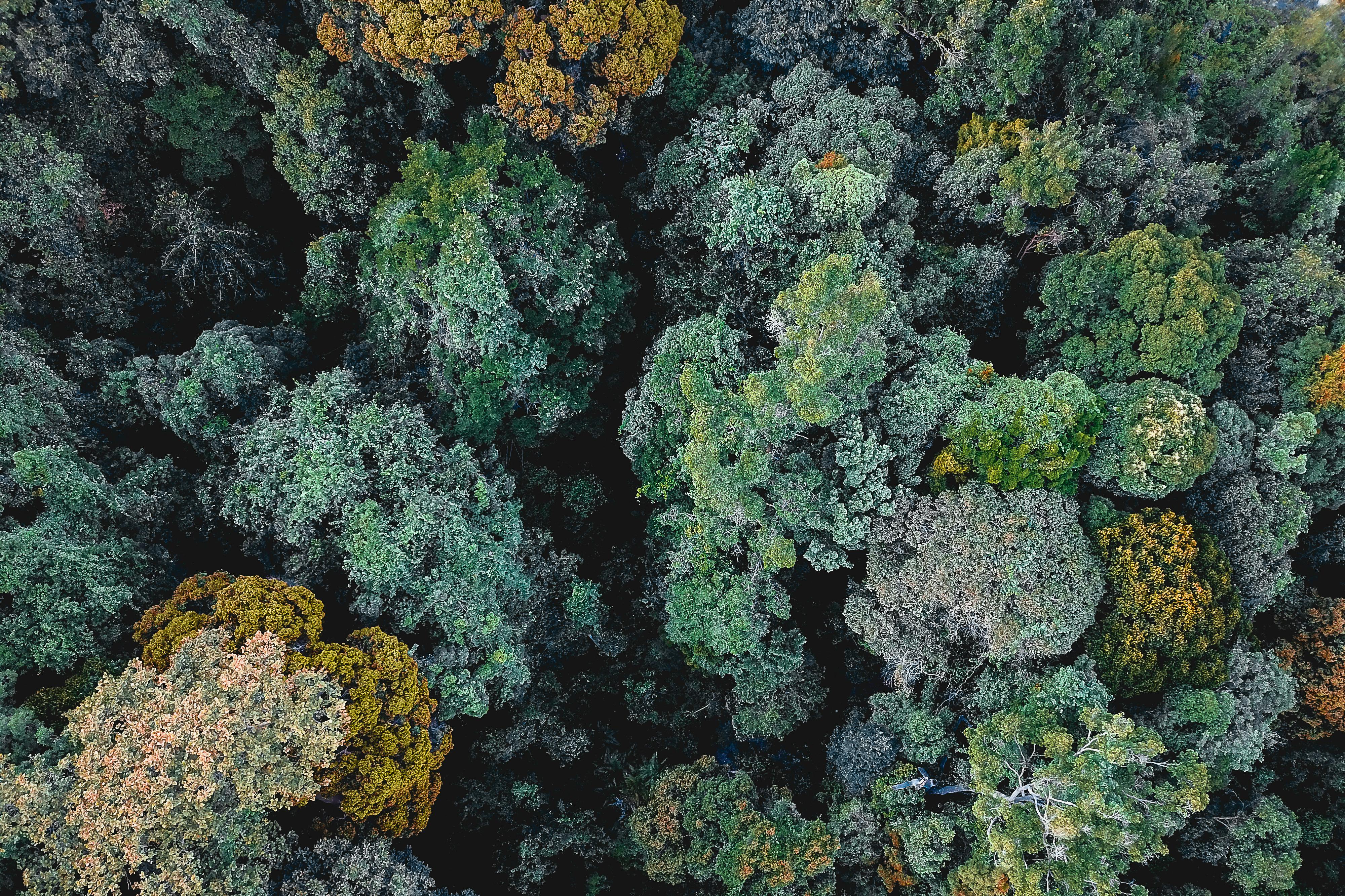Drone Shot of Tree Canopies in Dense Forest · Free Stock Photo