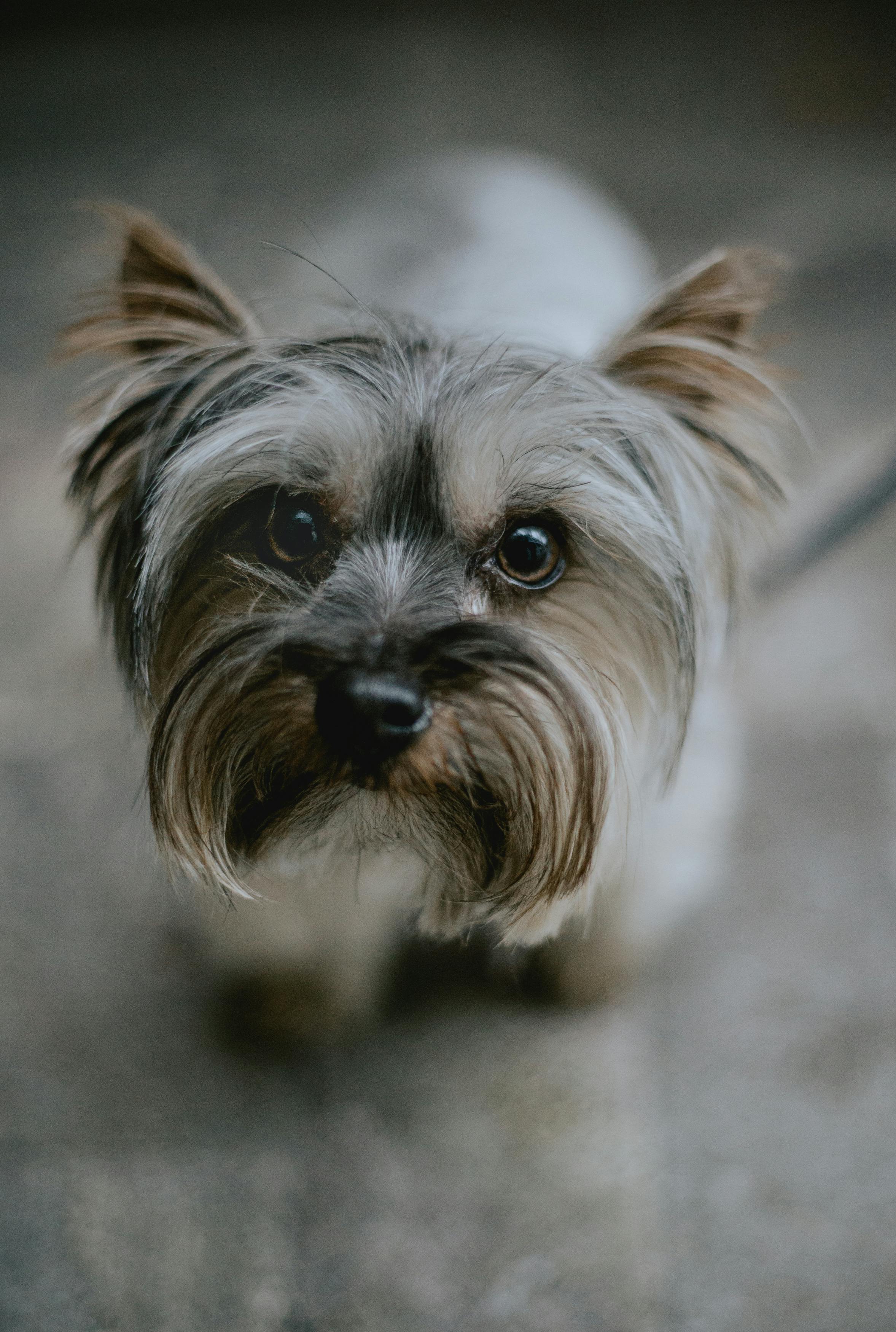 20+ Best Perro Photos · 100% Free Download · Pexels Stock Photos