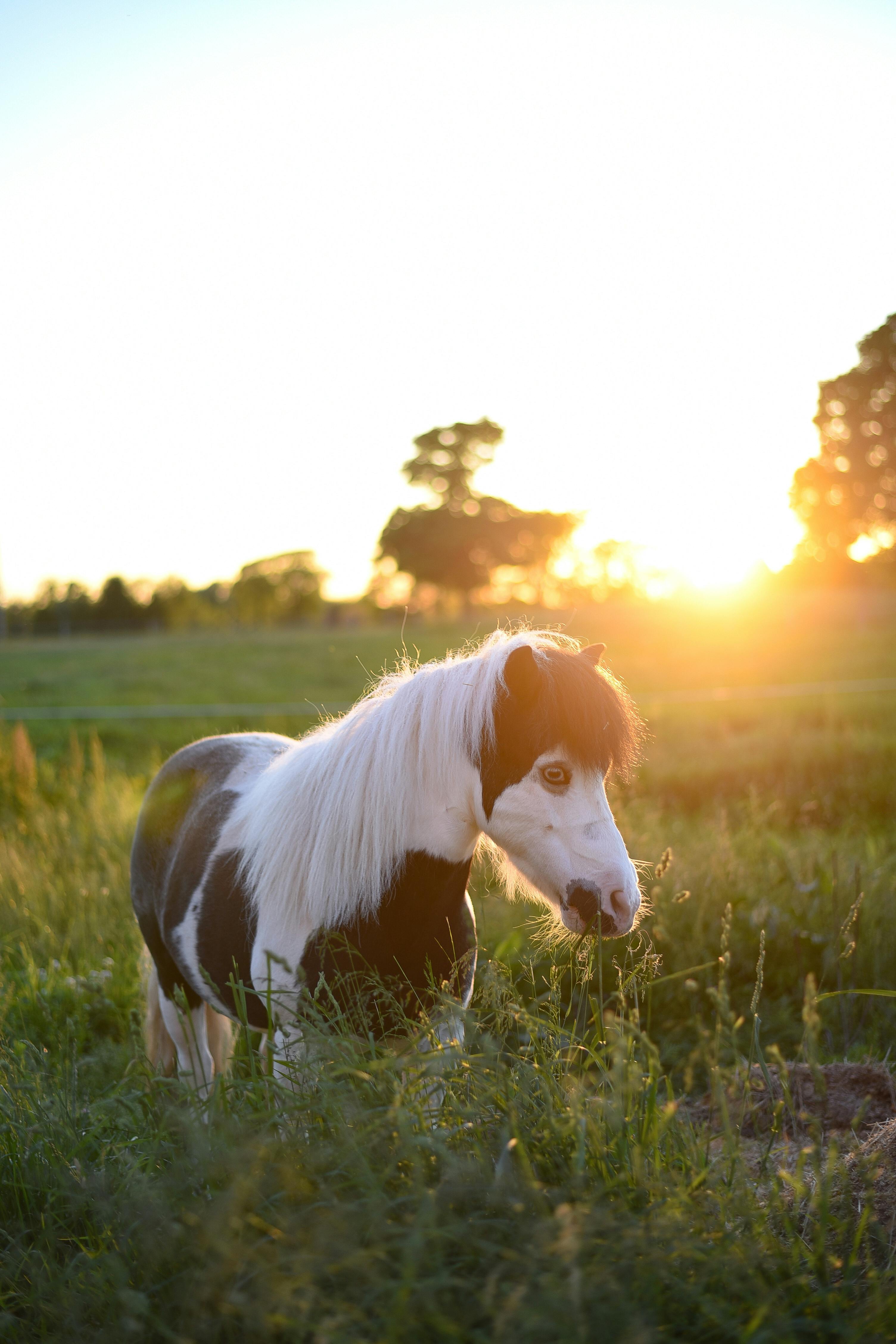Cute pony in sunny meadow · Free Stock Photo