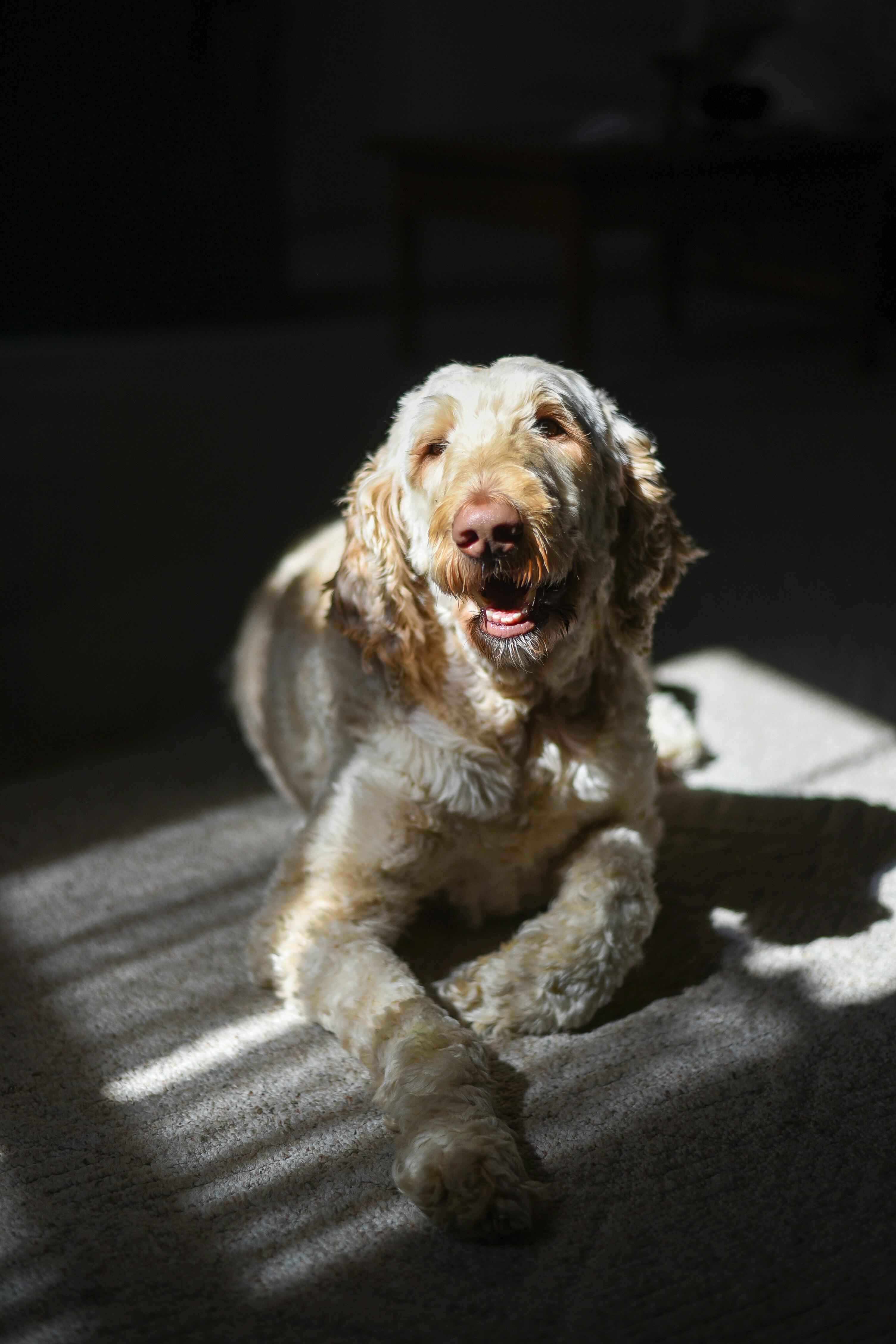 10+ Best Labradoodle Photos · 100% Free Download · Pexels Stock Photos