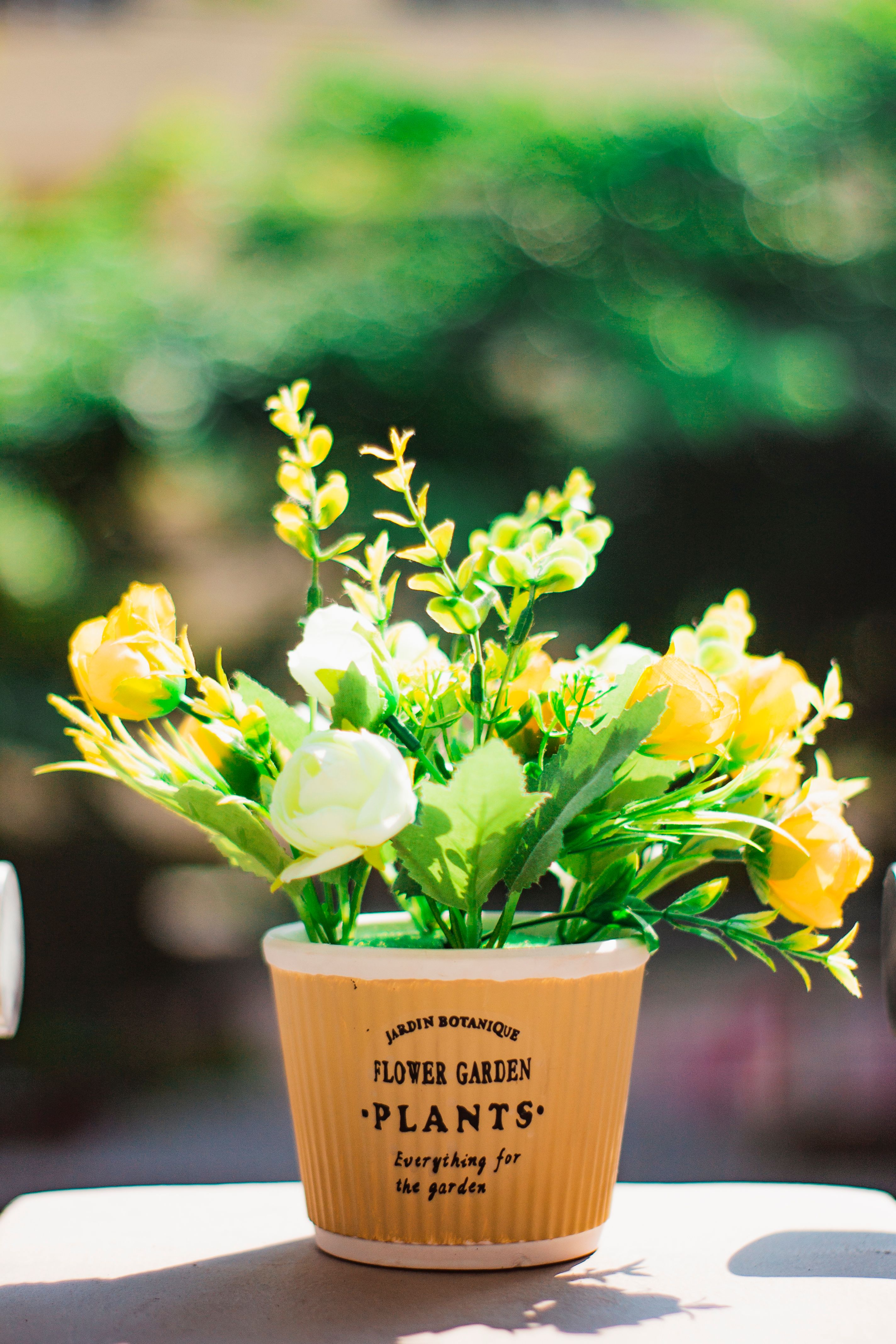 Plants Inside A Pot · Free Stock Photo