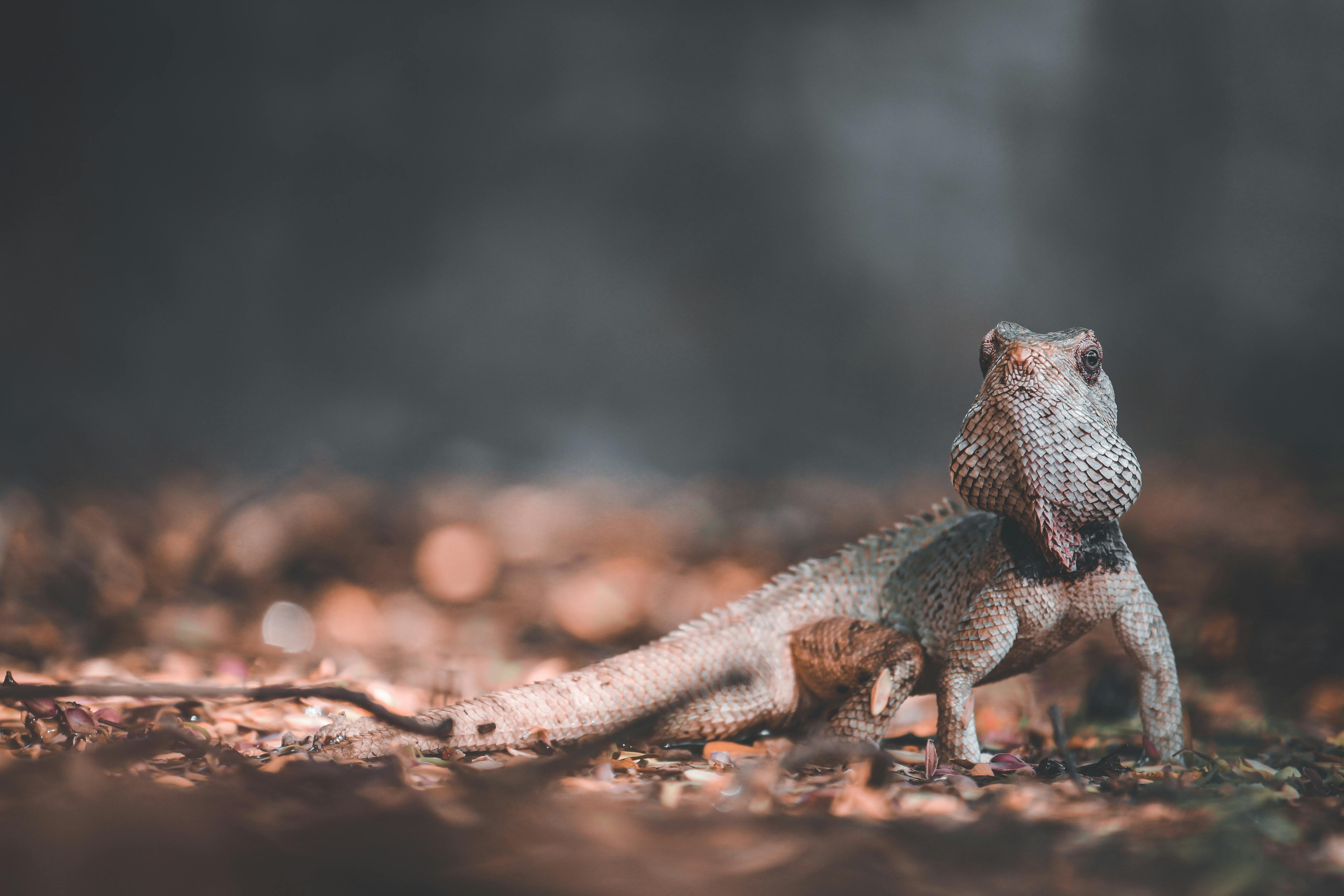 Gray Lizard on Ground · Free Stock Photo