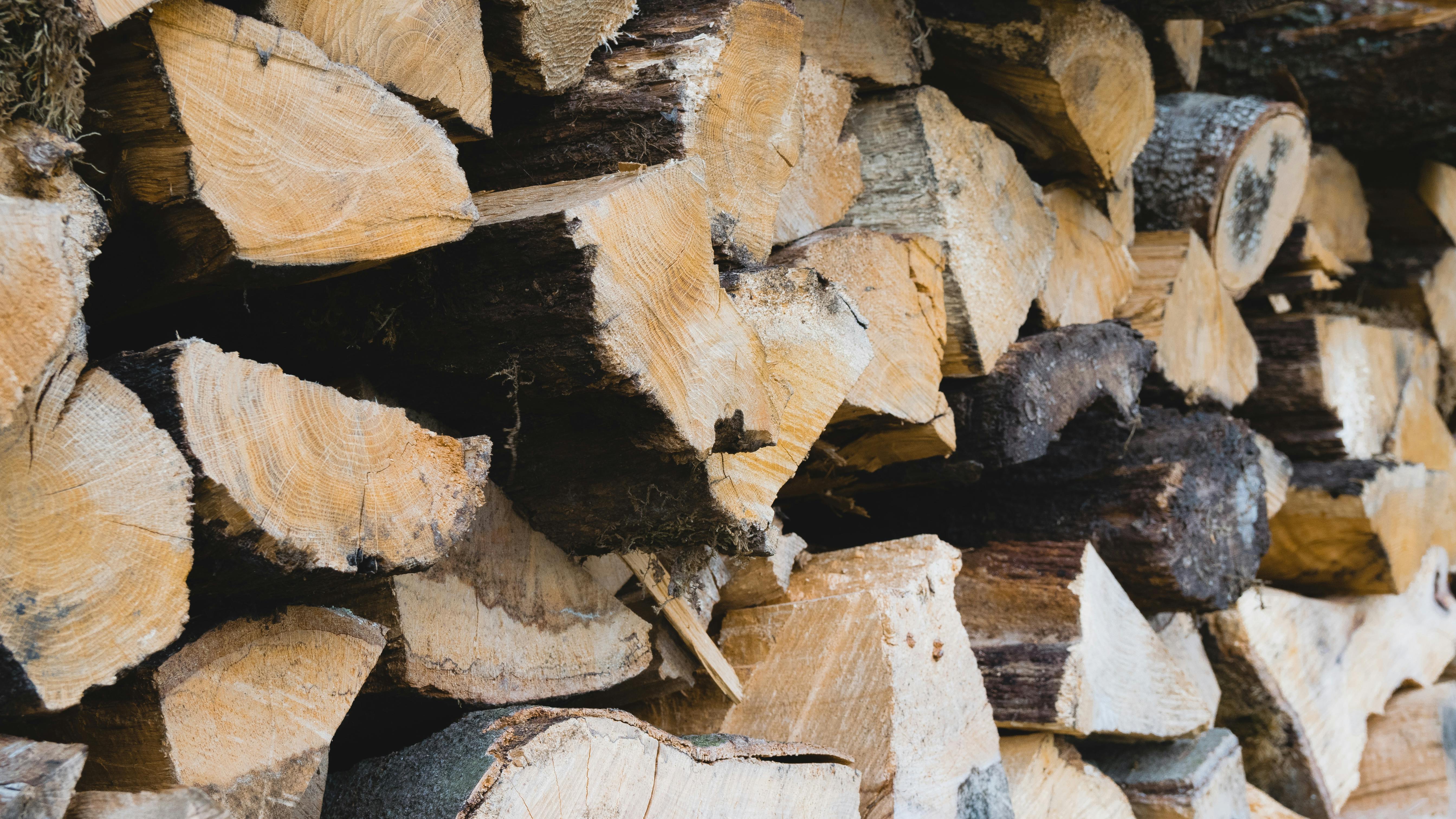 Free stock photo of forest, green, logs