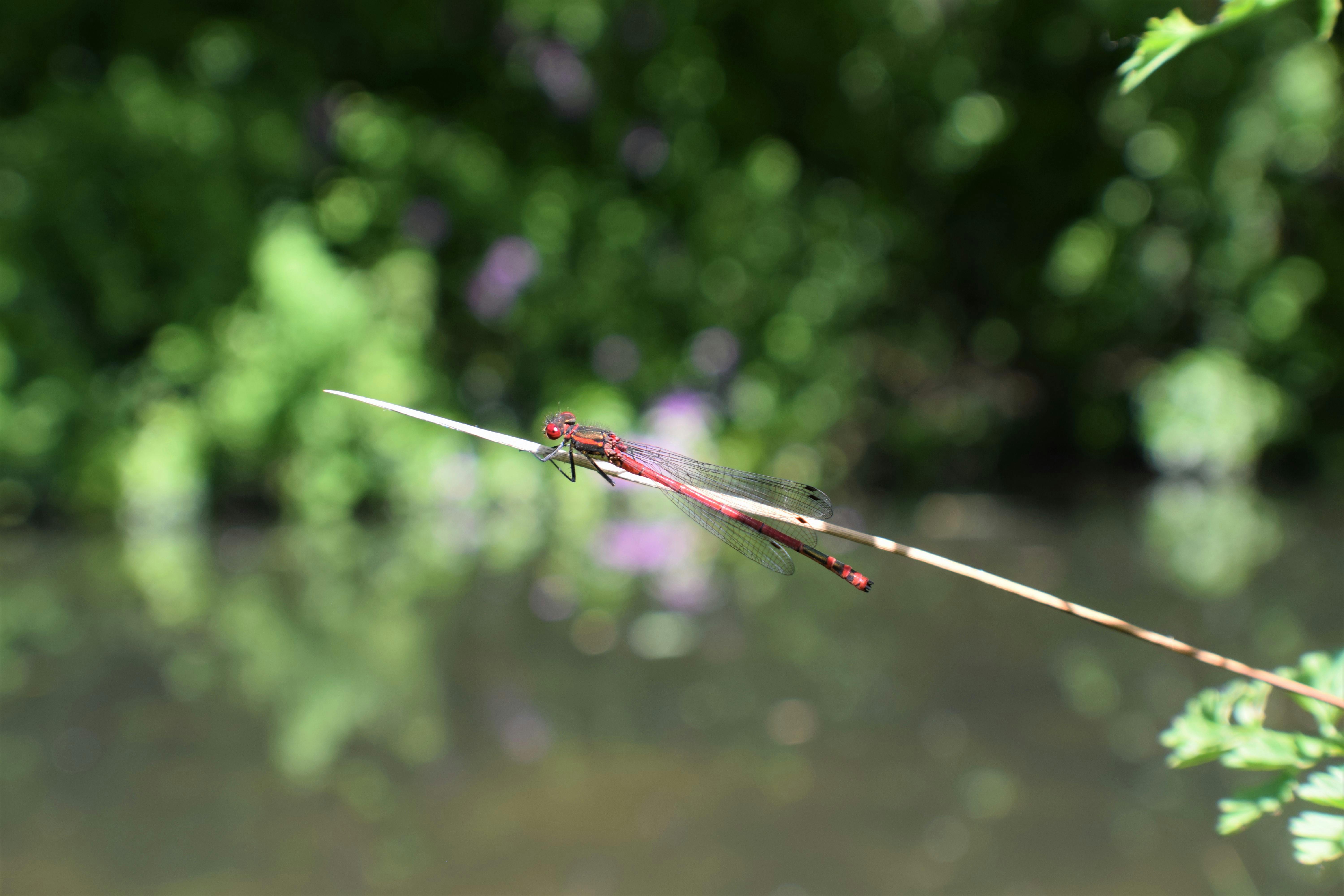 Insects 39 Photos & Videos Collected by Anthony Beck