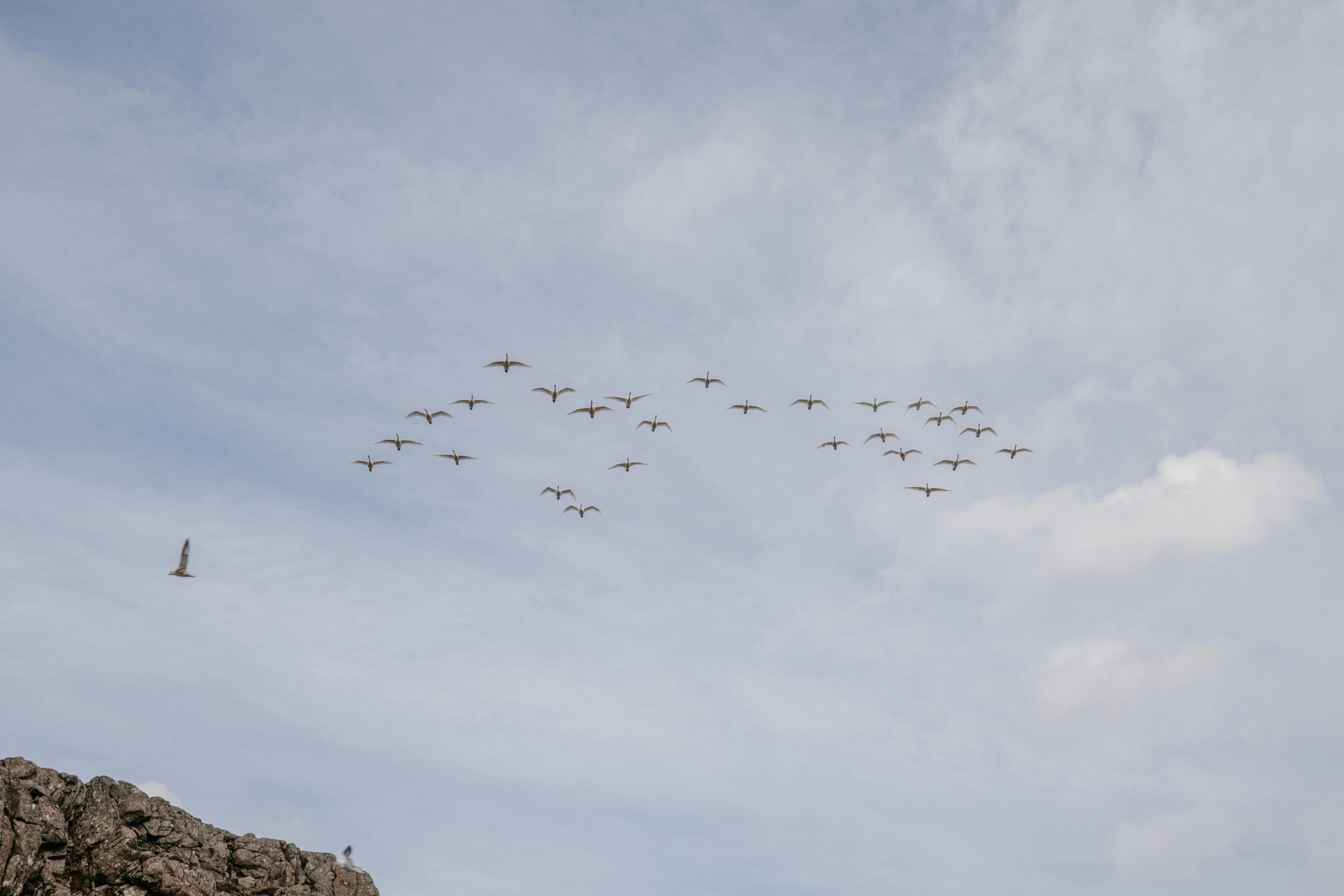 Birds Flapping Wings Photos, Download The BEST Free Birds Flapping ...