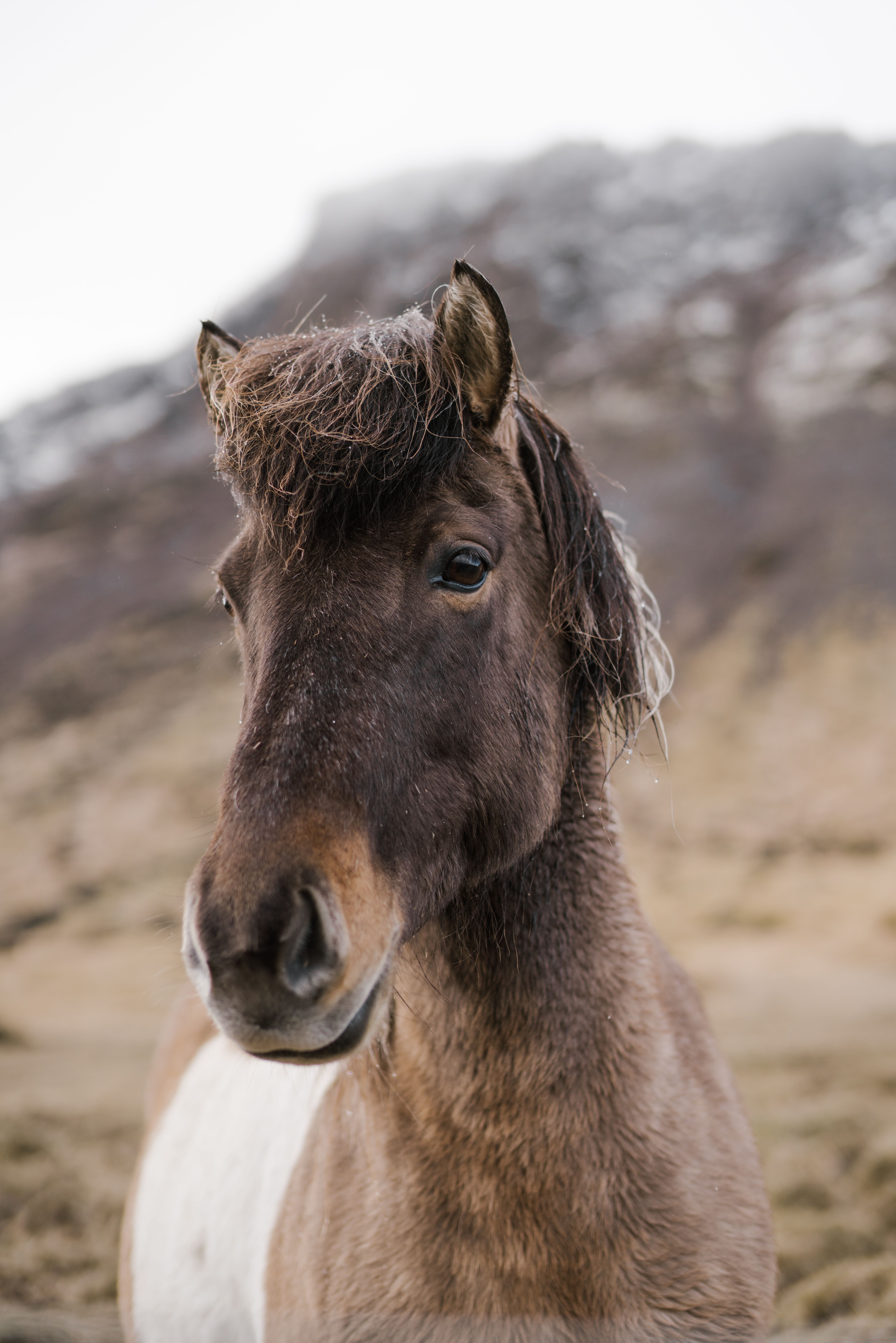 Photo of a Horse · Free Stock Photo
