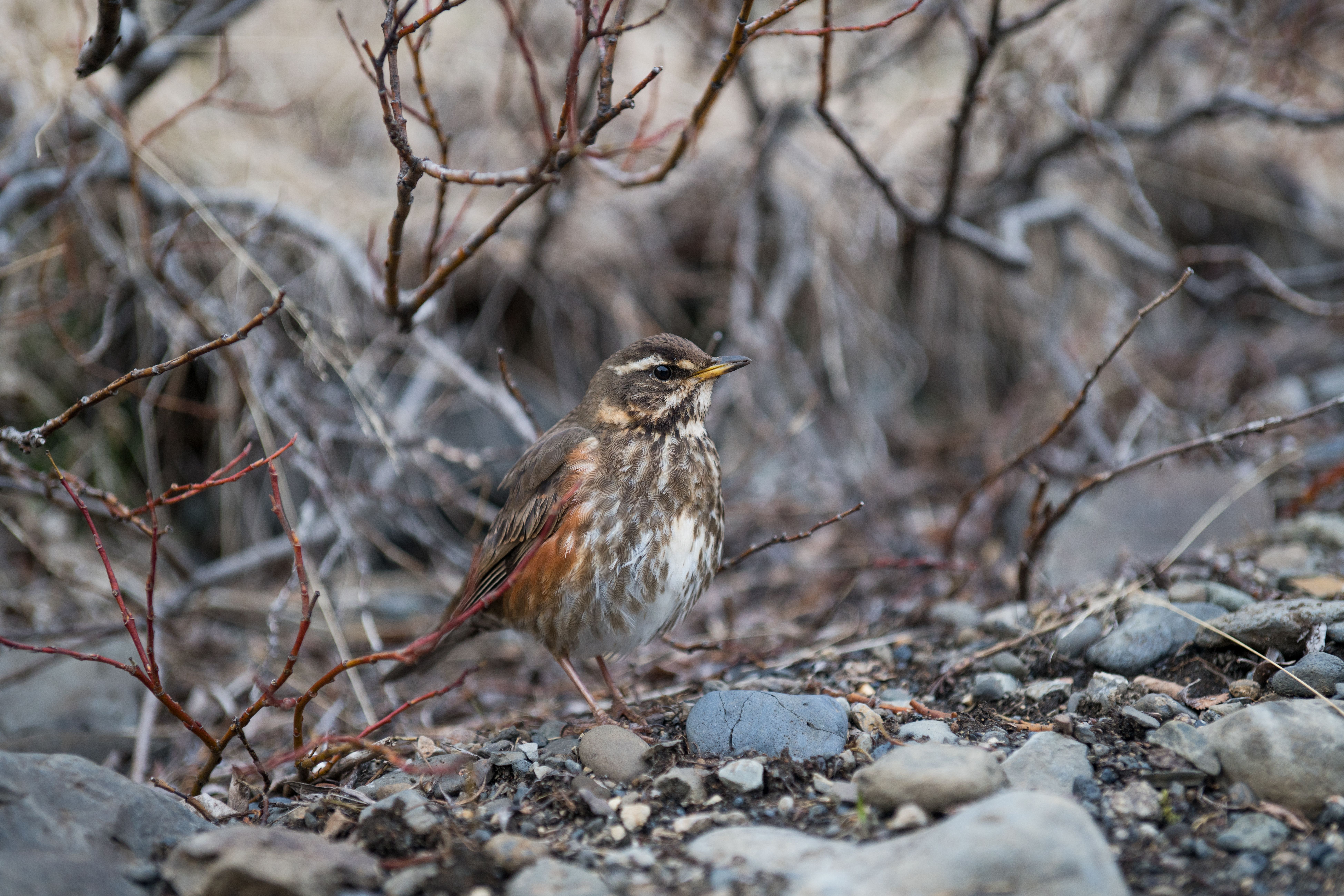 Songbird on Ground · Free Stock Photo