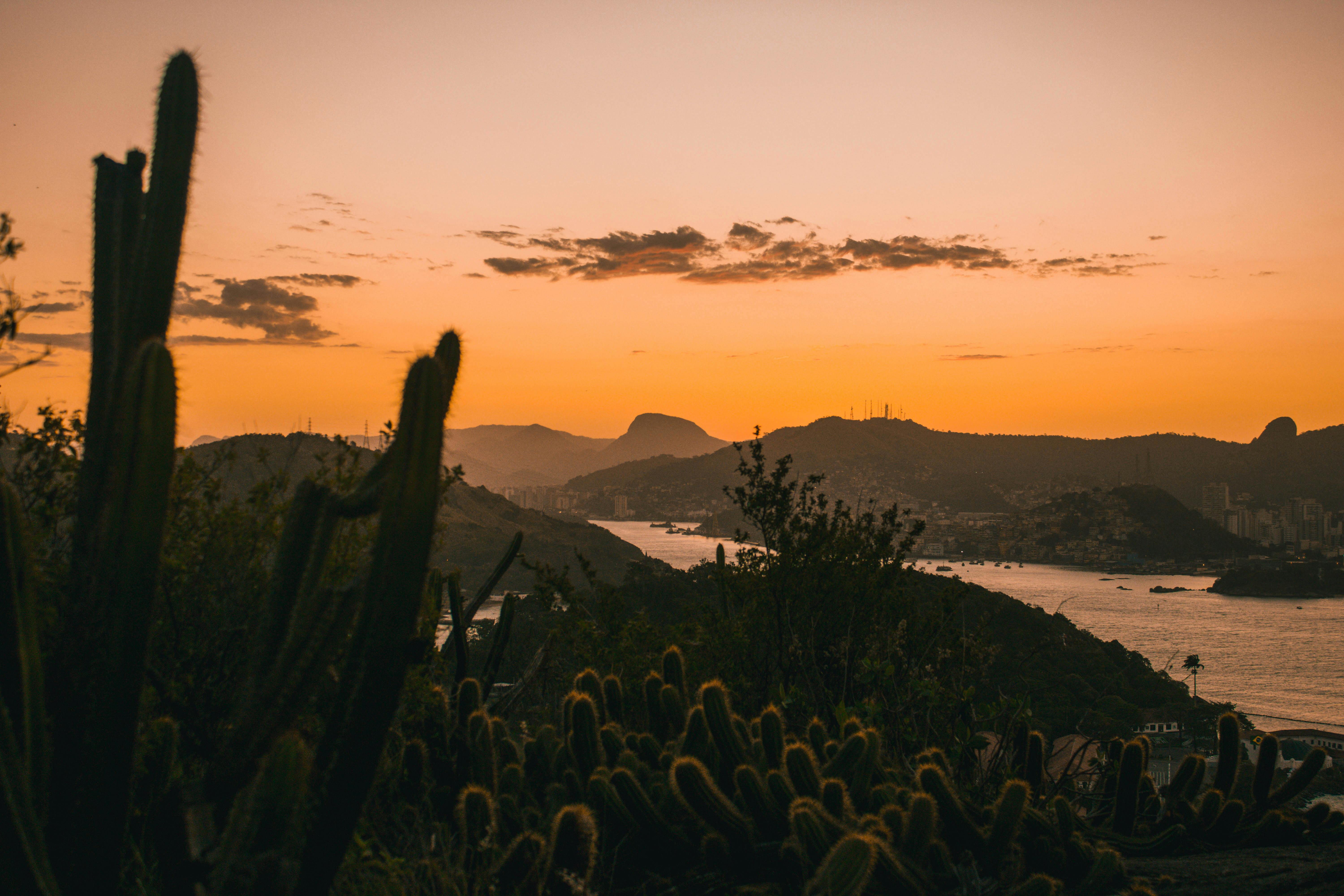 Exotic plants growing near sea in mountainous terrain at sunset · Free ...