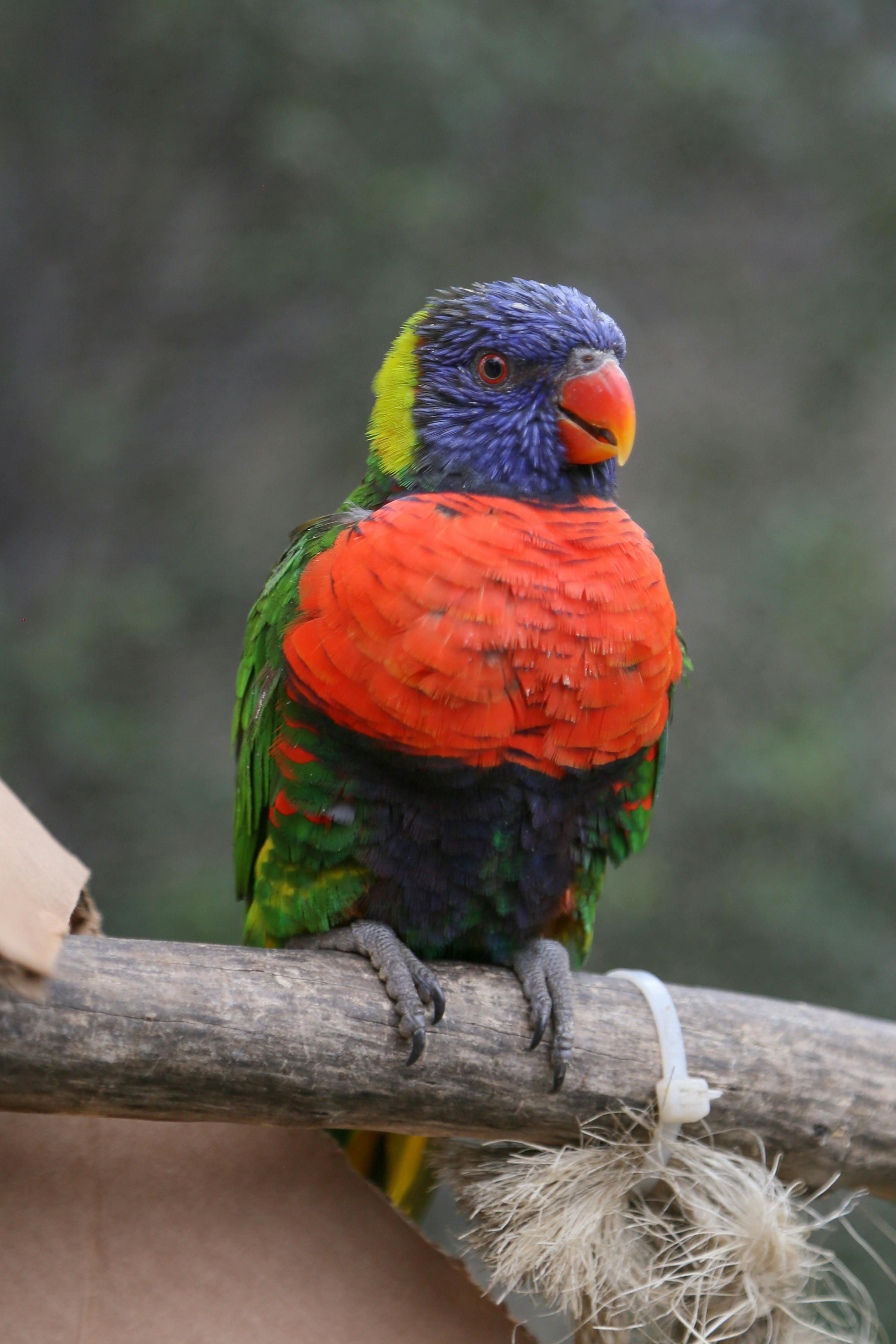 Exotic Trichoglossus forsteni parrot sitting on tree branch · Free ...