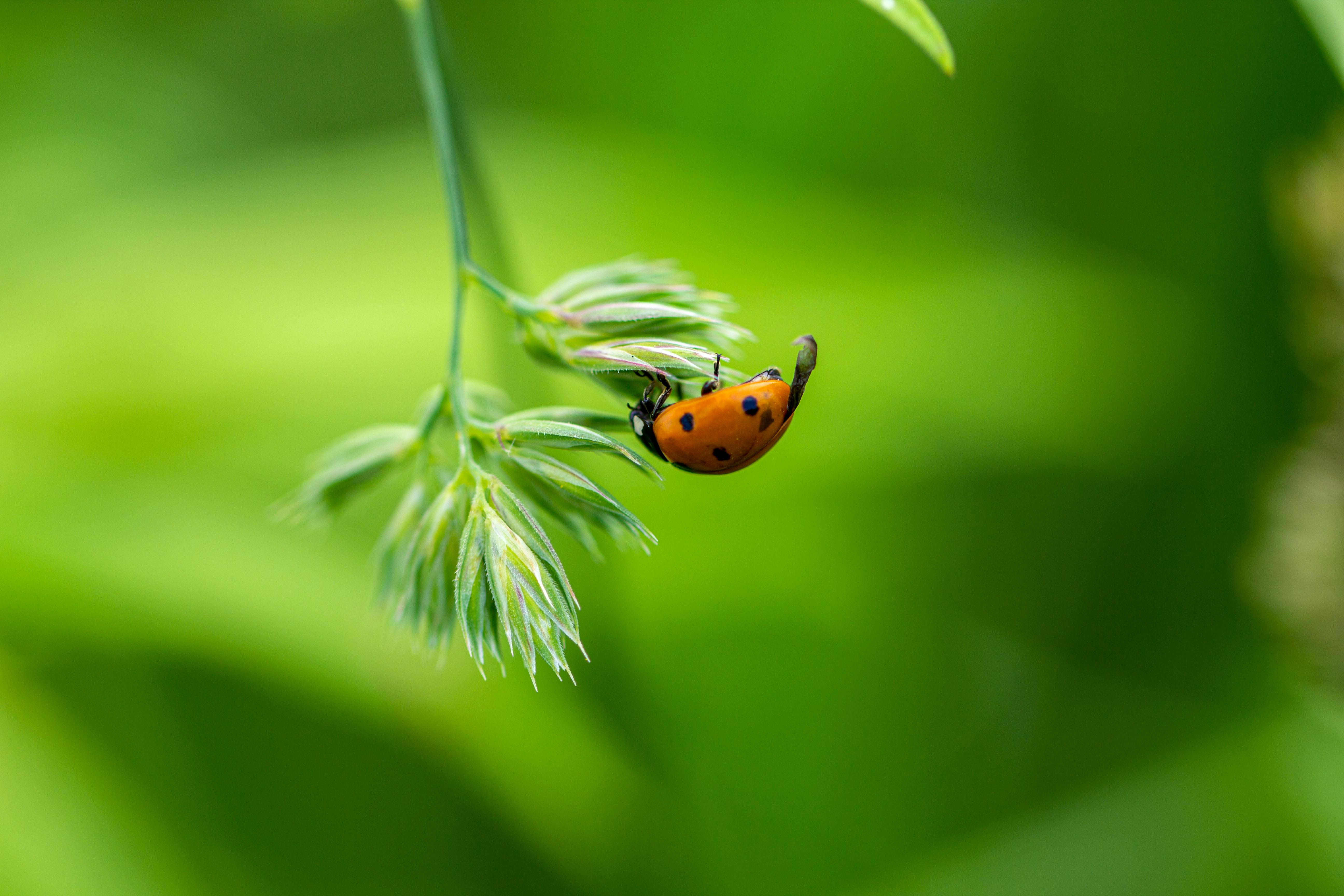 Ladybug on Green Plant · Free Stock Photo
