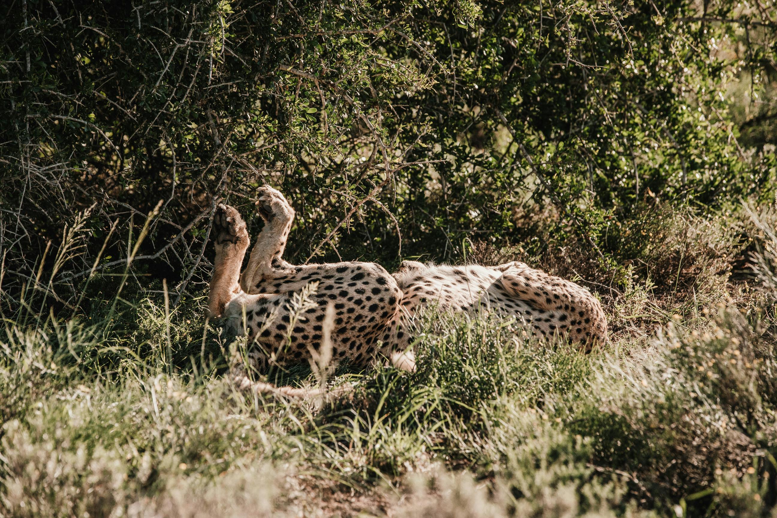 Cheetah Lying on Back · Free Stock Photo