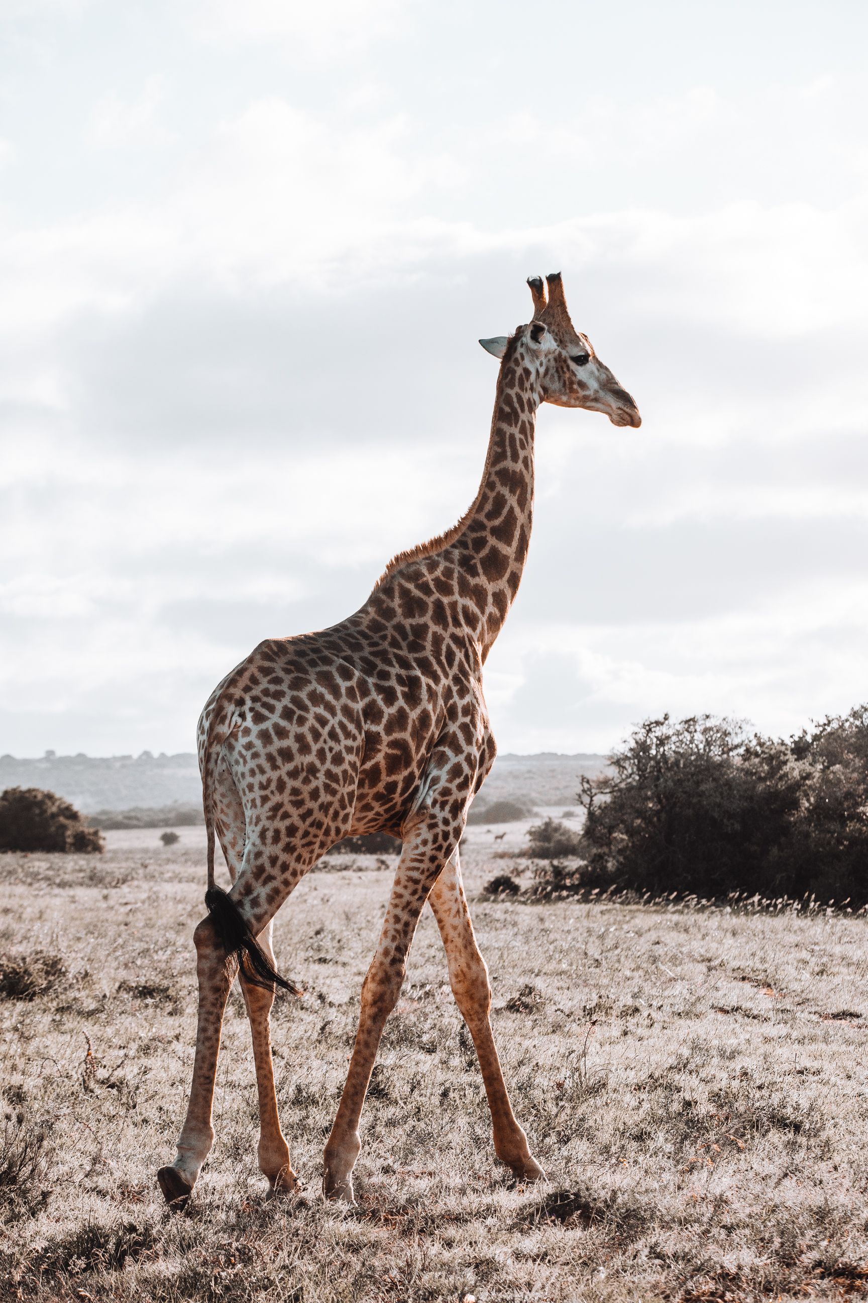 Two Adult Giraffes Walking in Animal Enclosure in Zoo · Free Stock Photo