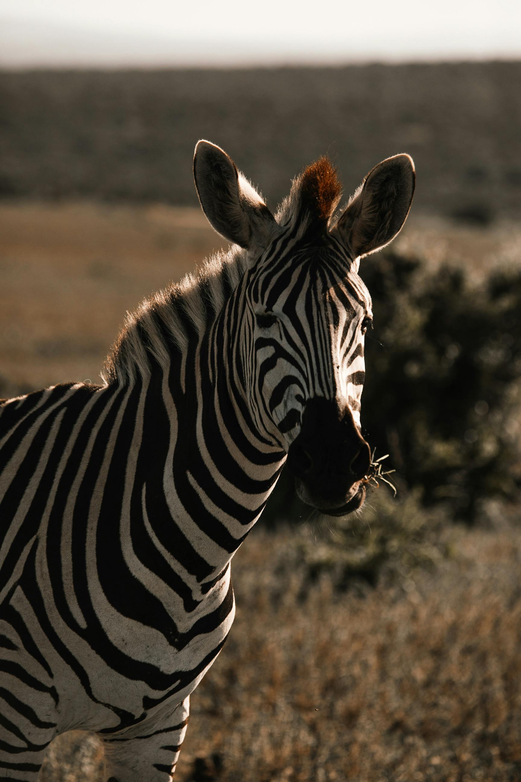 Zebra in Savanna · Free Stock Photo