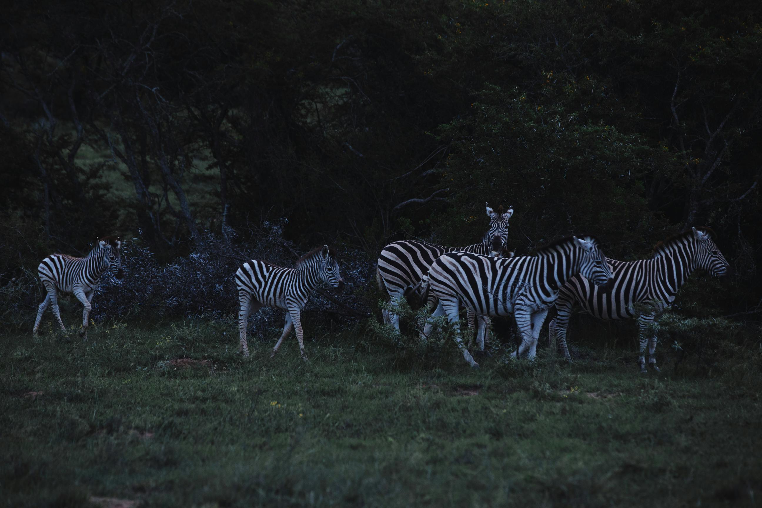 Herd of zebras walking on meadow in twilight · Free Stock Photo