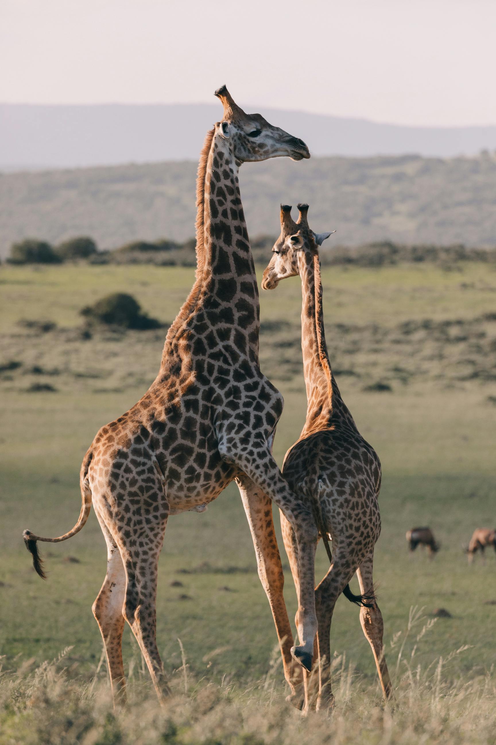400+ Best Giraff Photos · 100% Free Download · Pexels Stock Photos