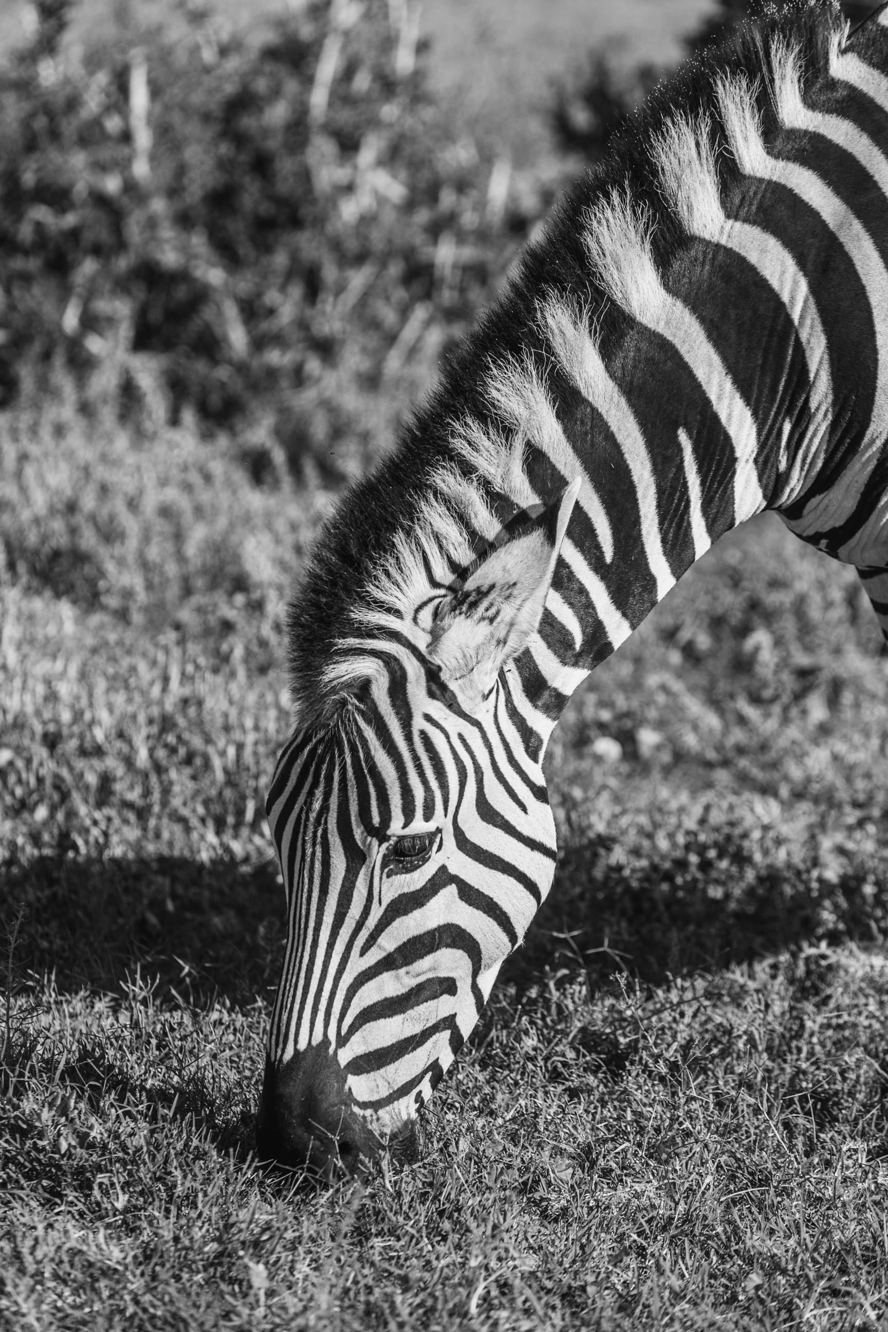 Shadow Of Zebra Photos, Download The BEST Free Shadow Of Zebra Stock ...