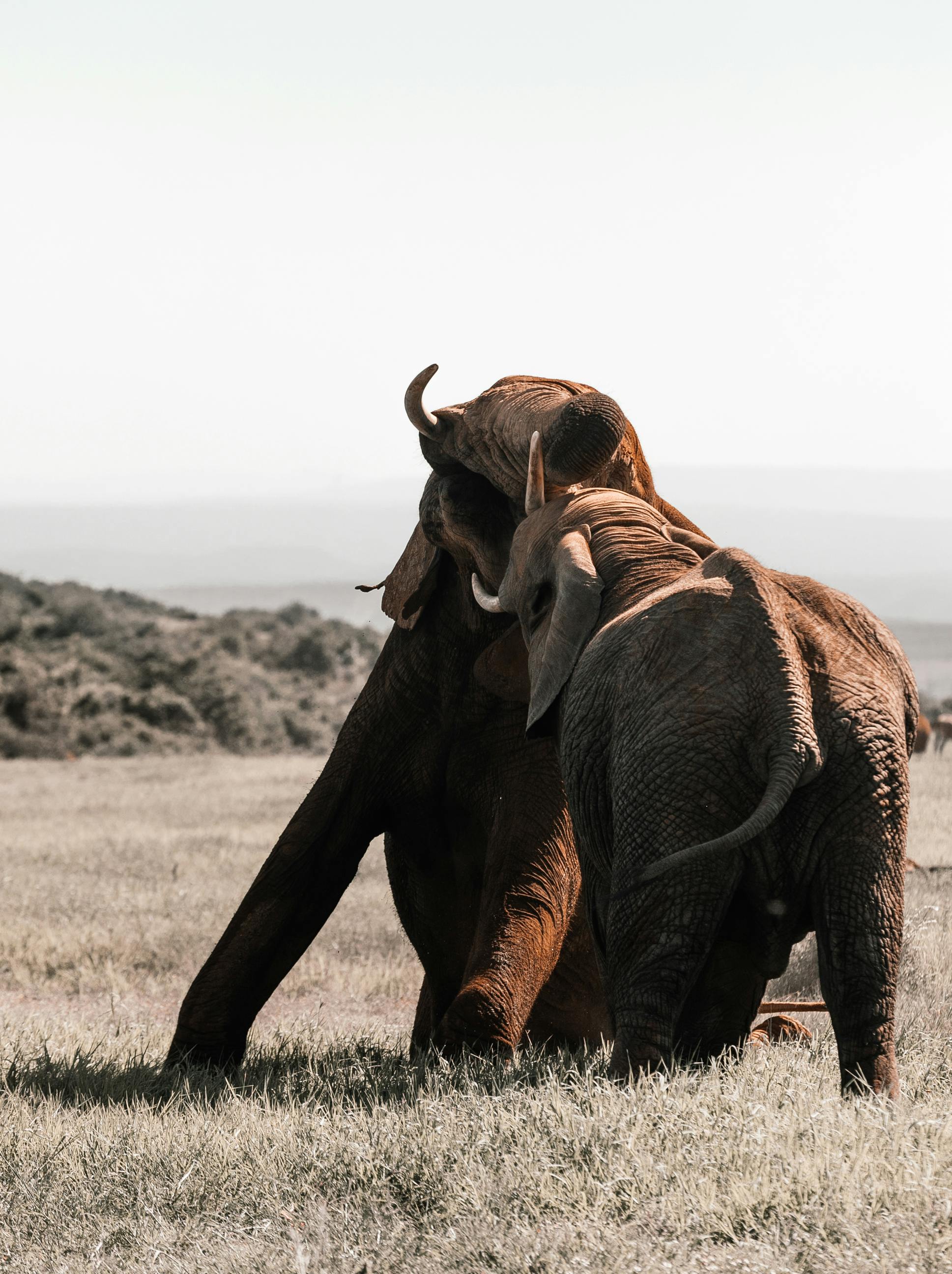 Fierce battle of elephants in national park · Free Stock Photo