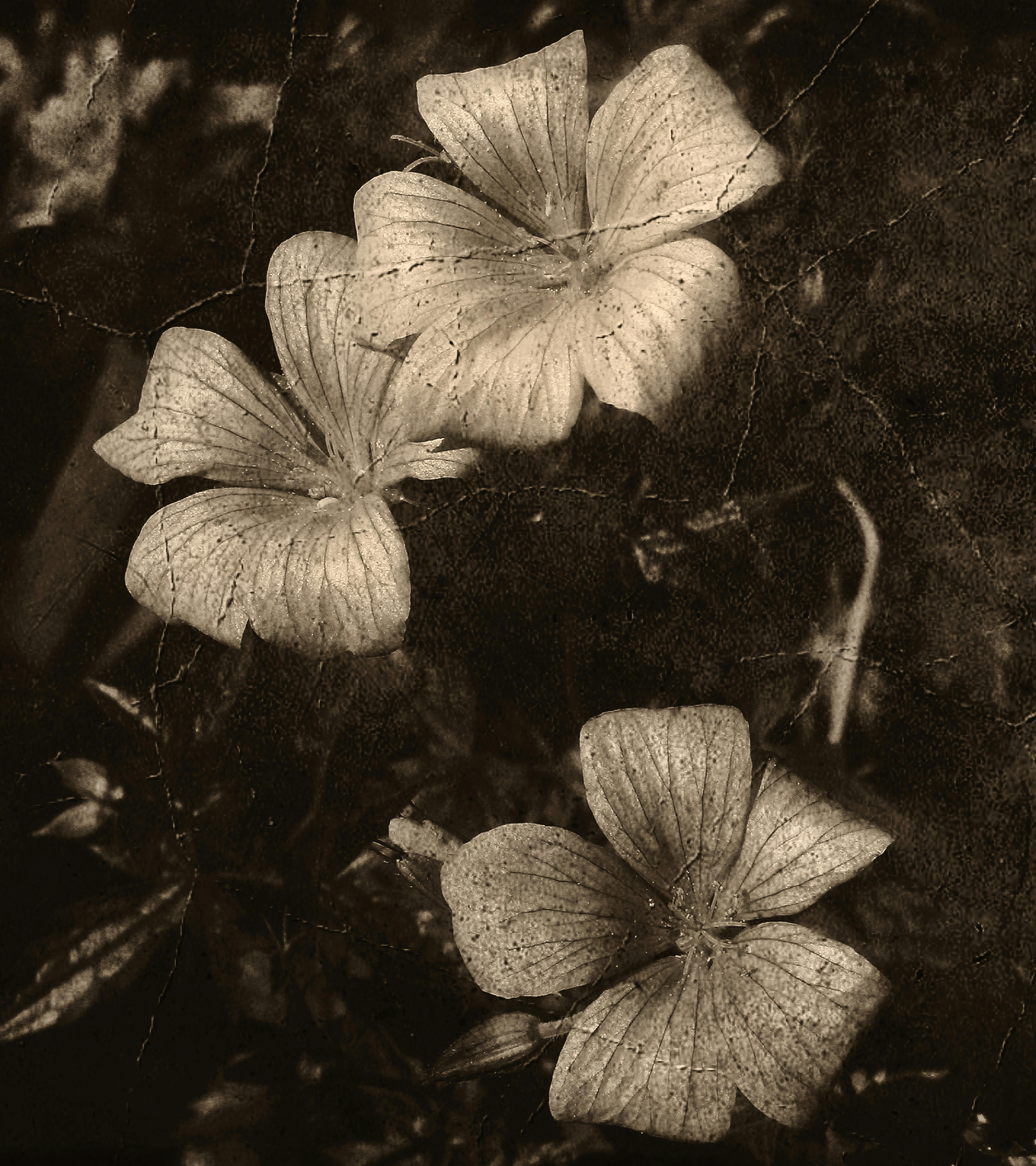 Sepia Flowers Photos, Download The BEST Free Sepia Flowers Stock Photos ...