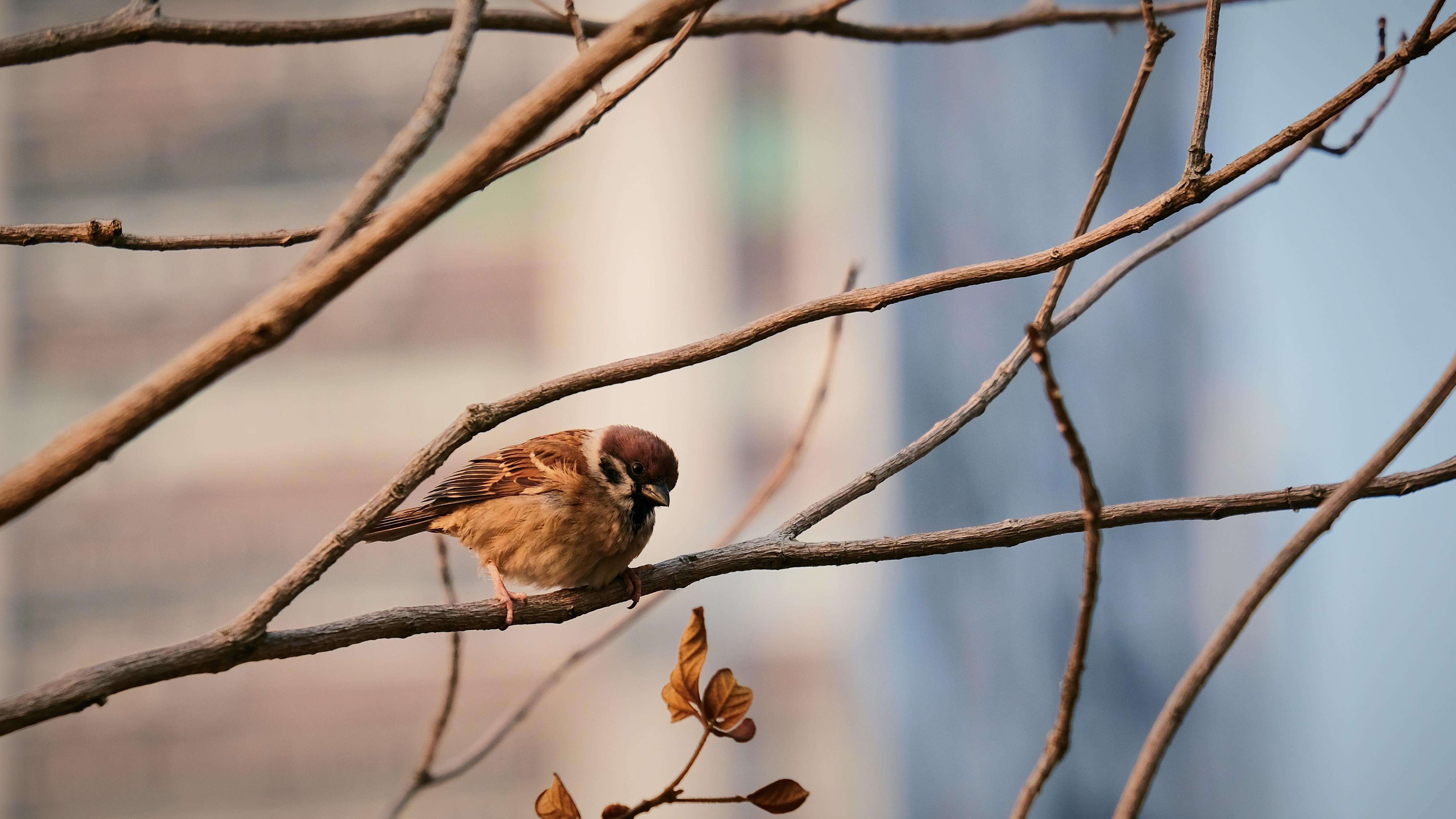 Kin Kwan - Photography