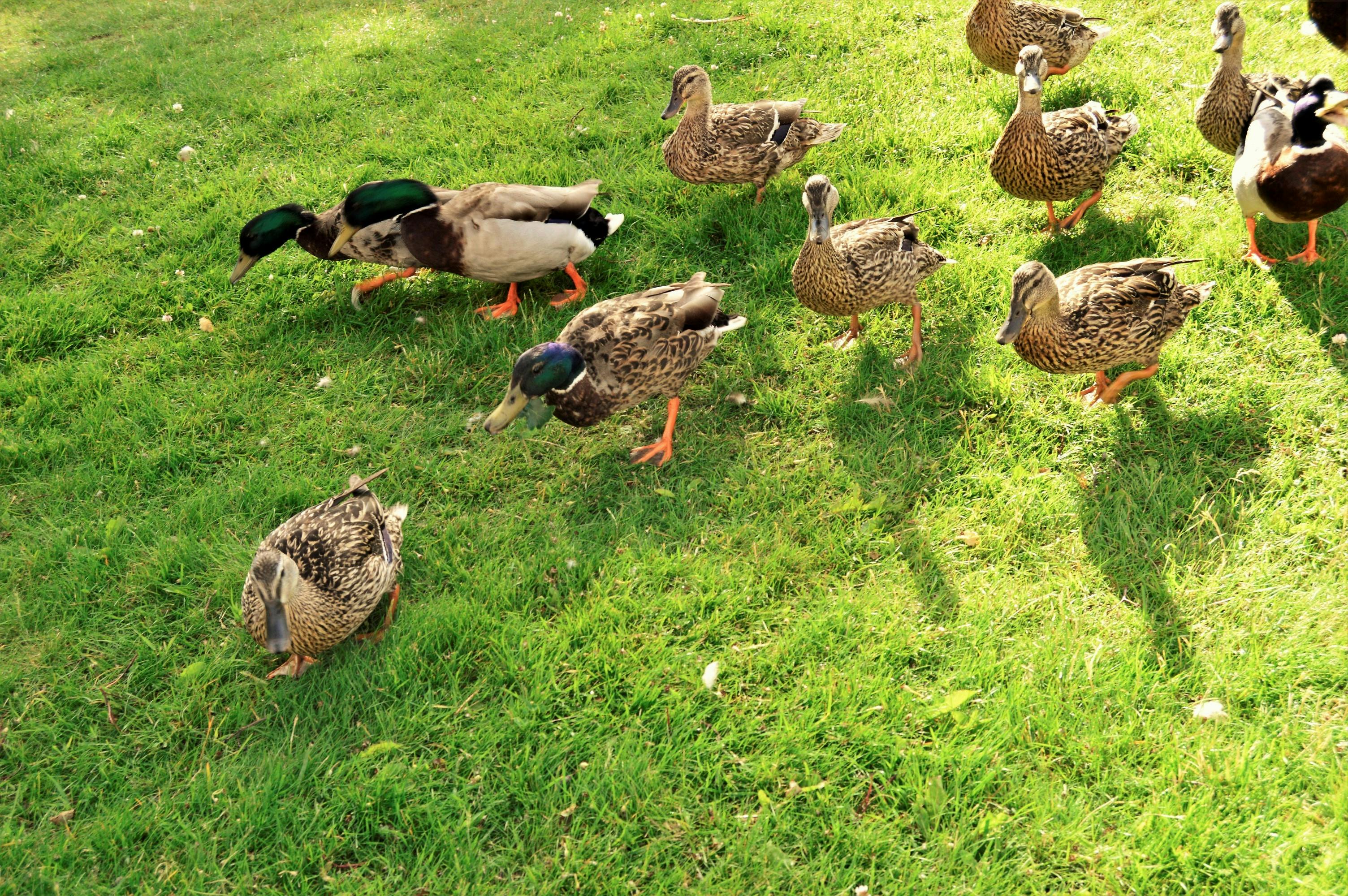 Free stock photo of ducks, family, grass