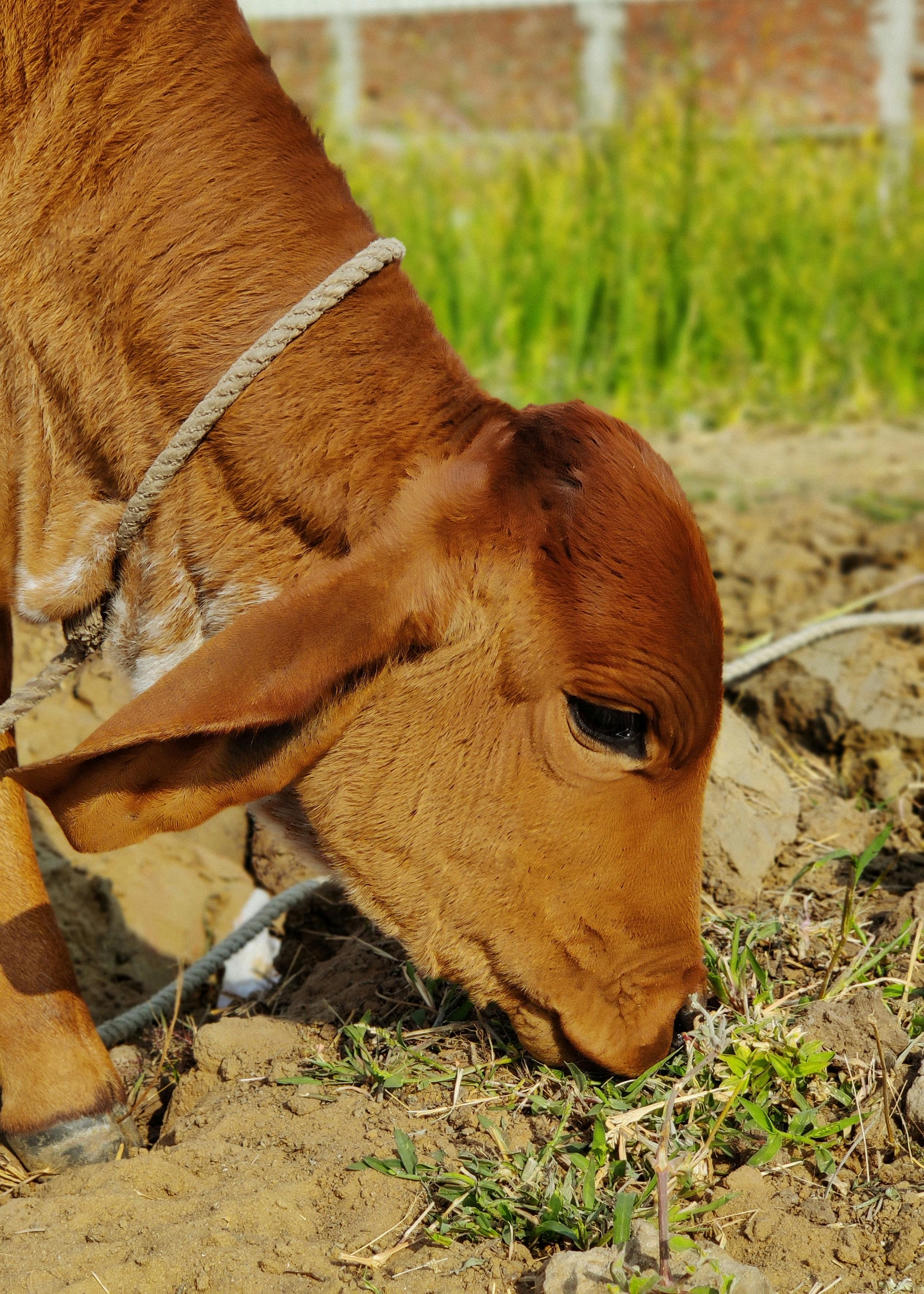 Ankit Patel - Photography