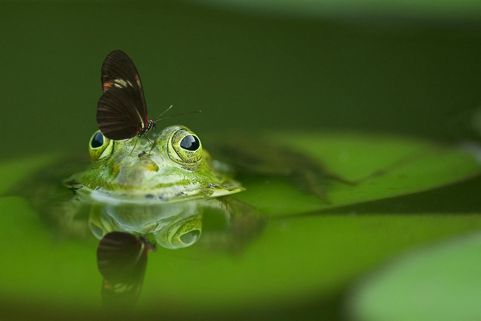 Frog Desktop Wallpaper Photos, Download The BEST Free Frog Desktop ...