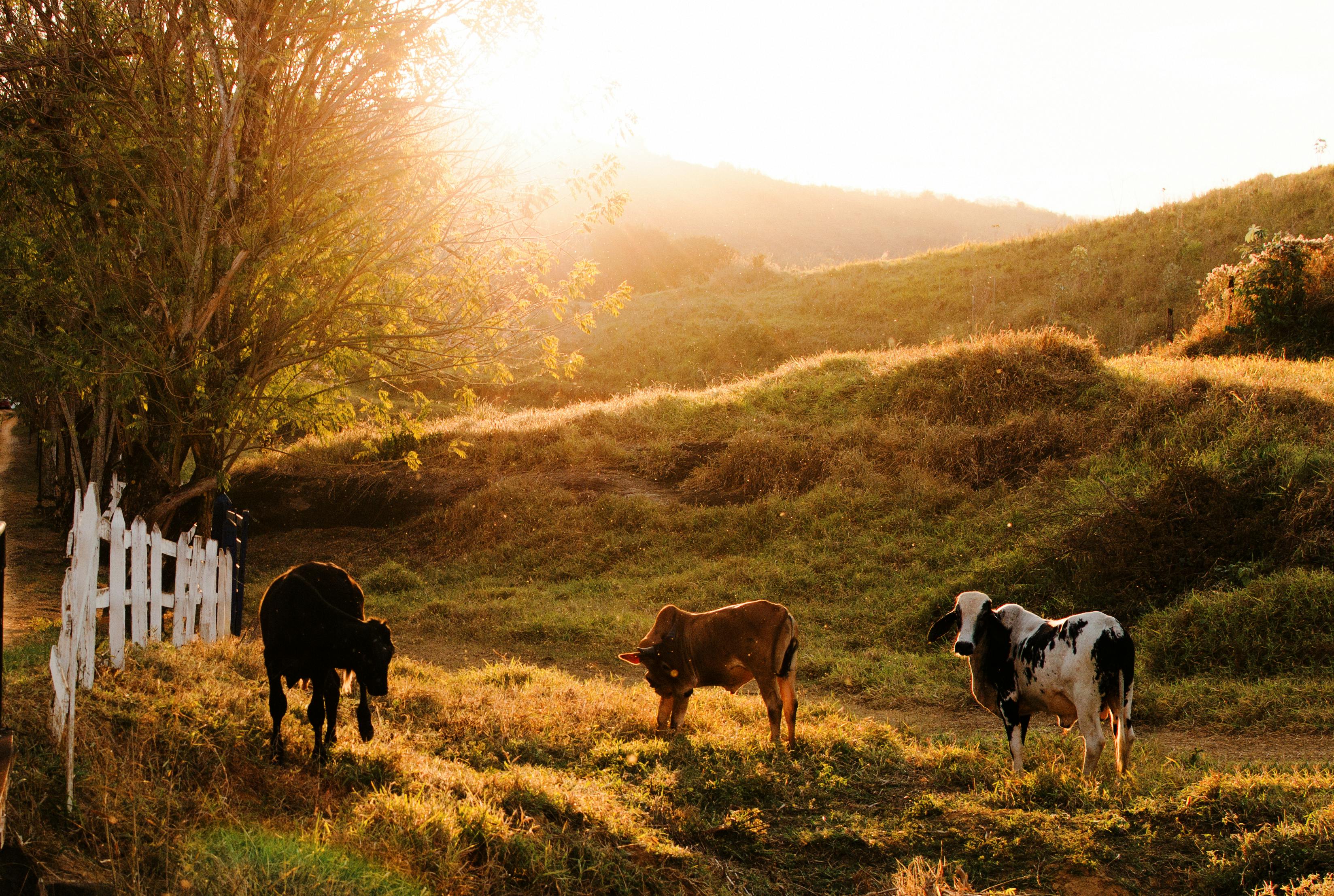 Cows Standing on a Field · Free Stock Photo