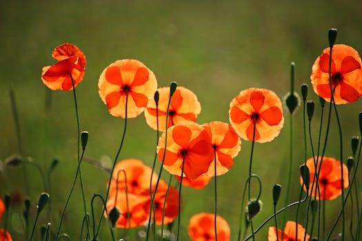 1000+ Engaging Poppy Flower Photos · Pexels · Free Stock Photos