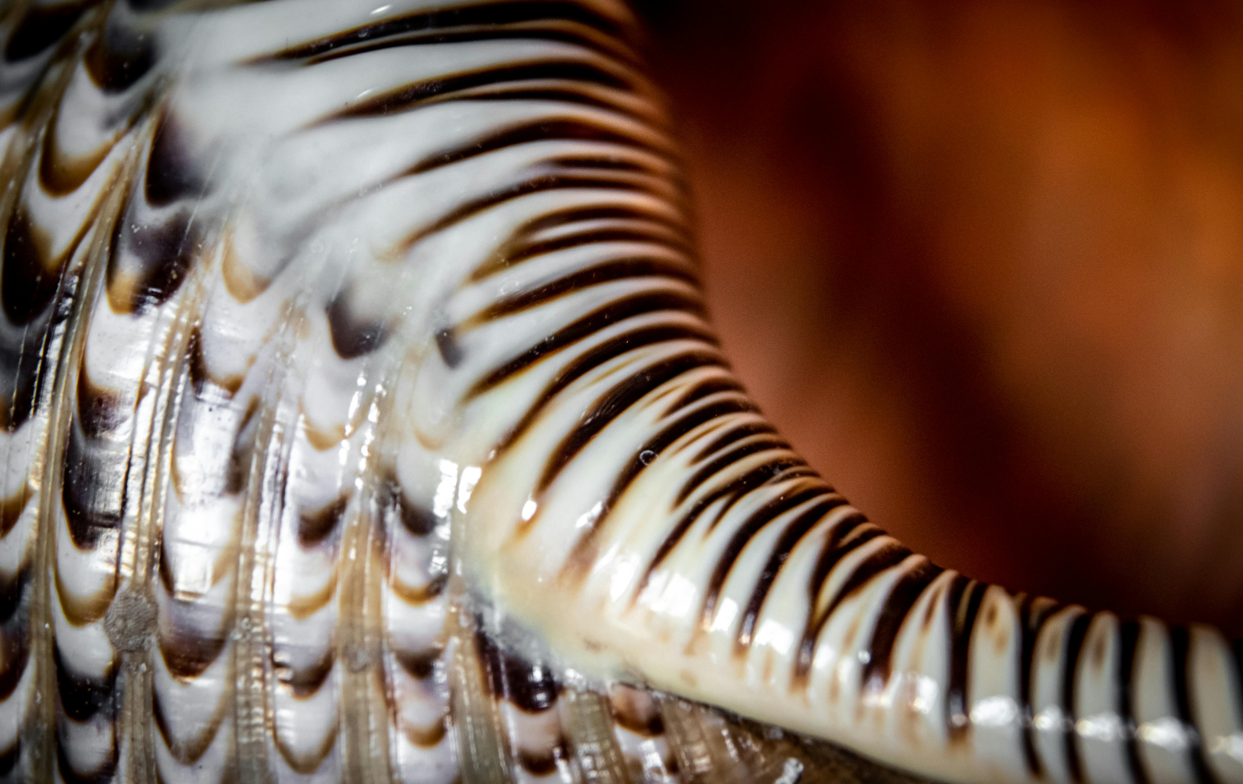 White and Brown Seashell in Macro Photography · Free Stock Photo