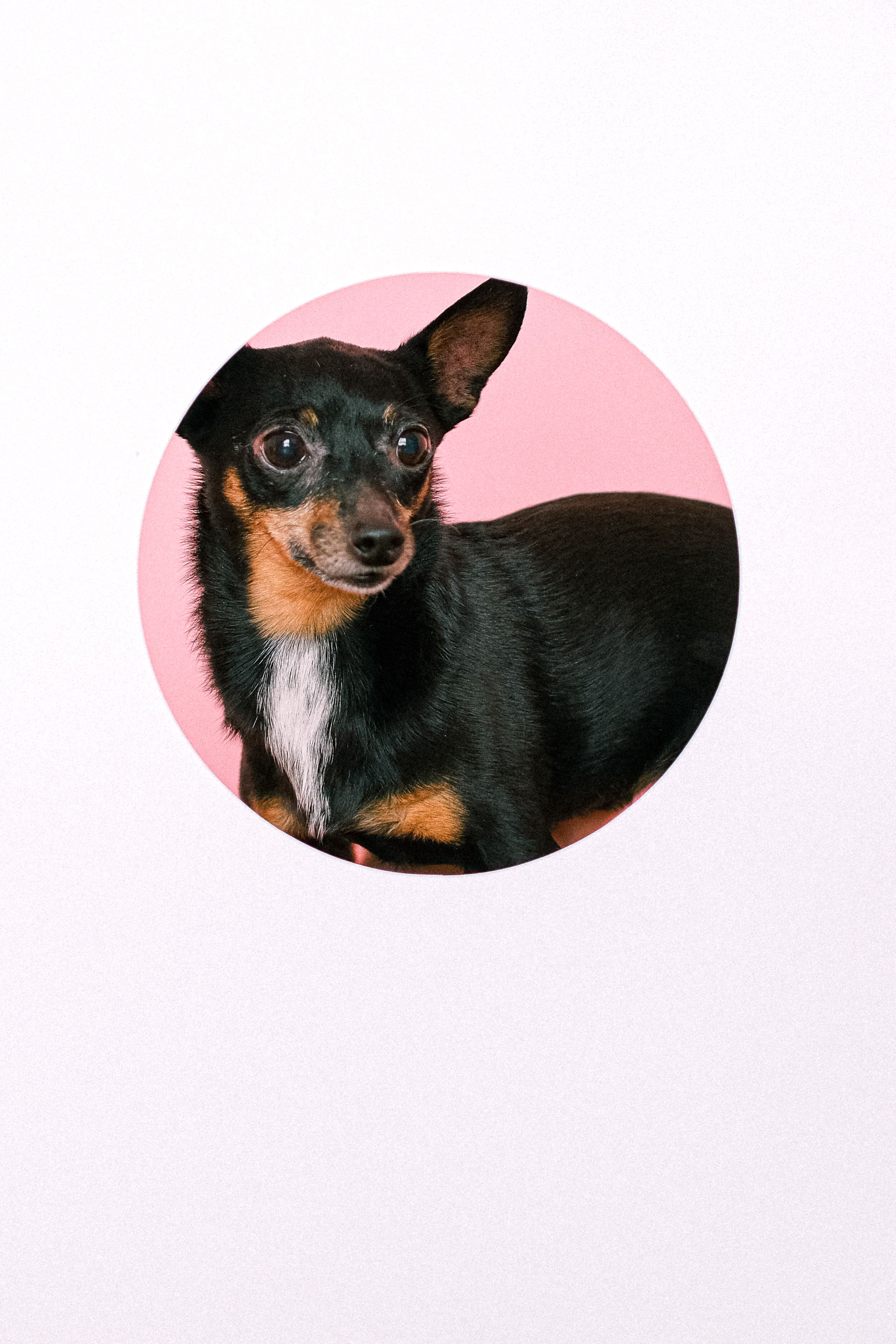 Dog Letter Photos, Download The BEST Free Dog Letter Stock Photos & HD ...