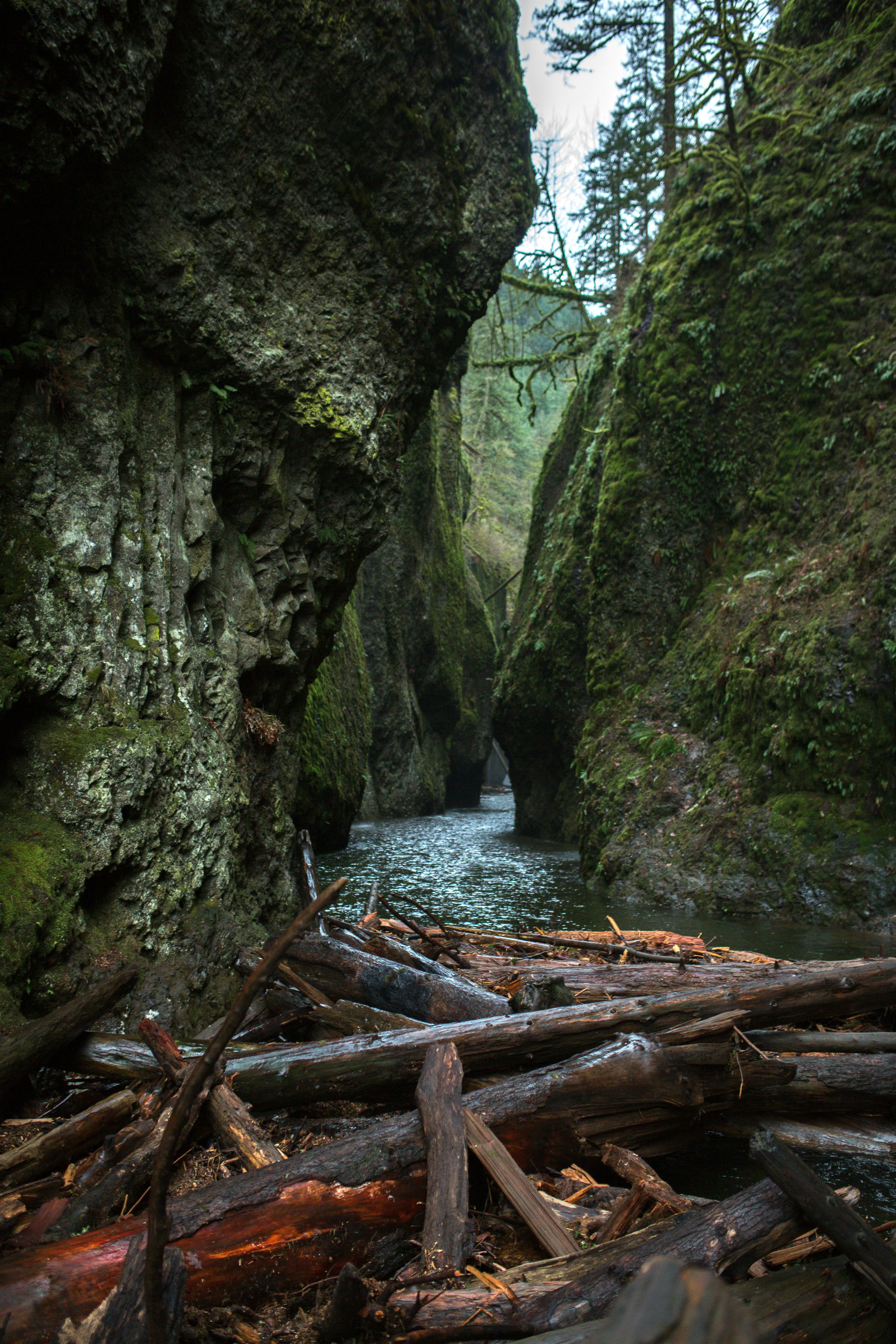 Brown Wood Log on River · Free Stock Photo