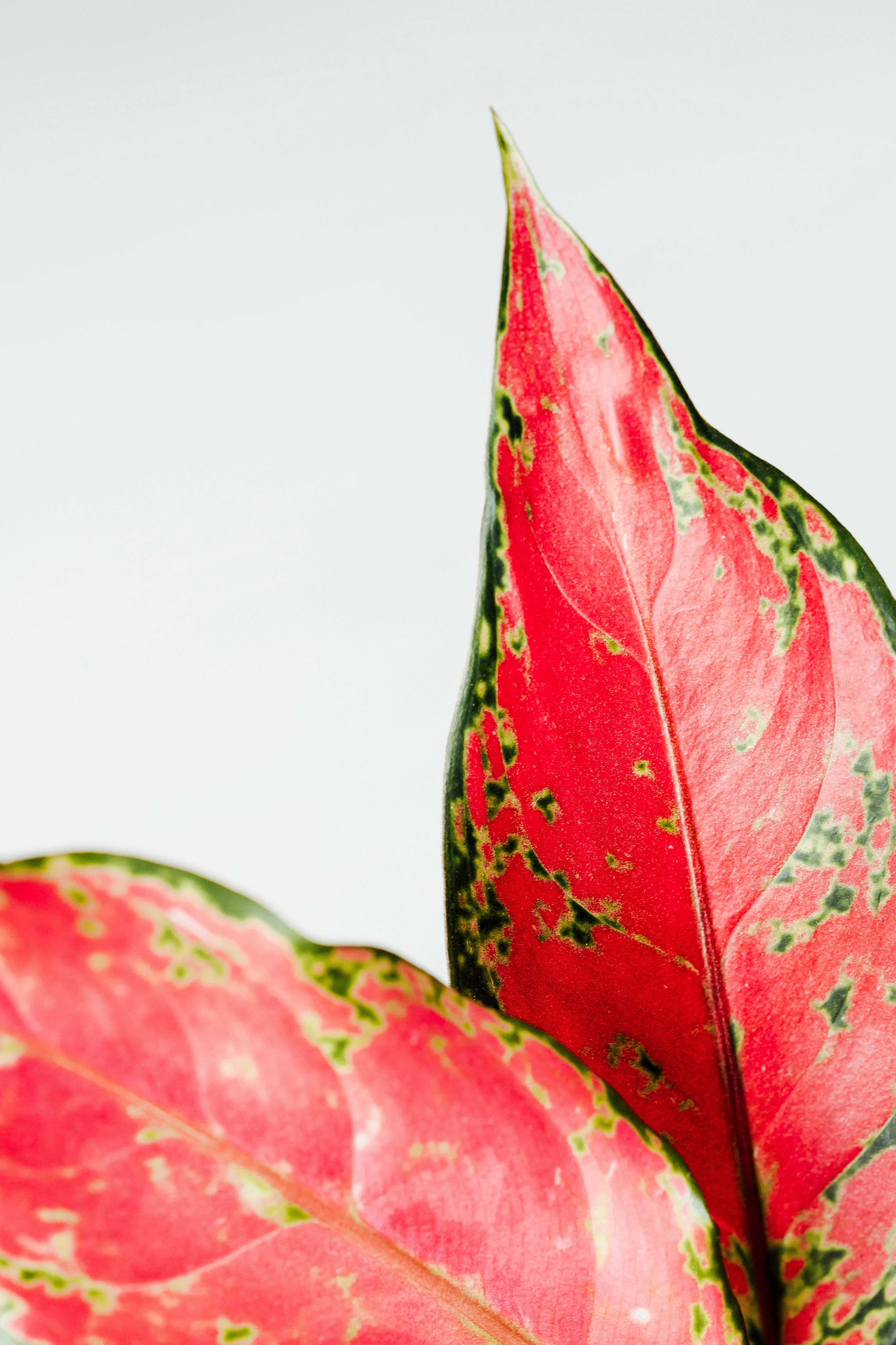 Gambar+Aglonema+Lipstik Photos, Download The BEST Free Gambar+Aglonema ...