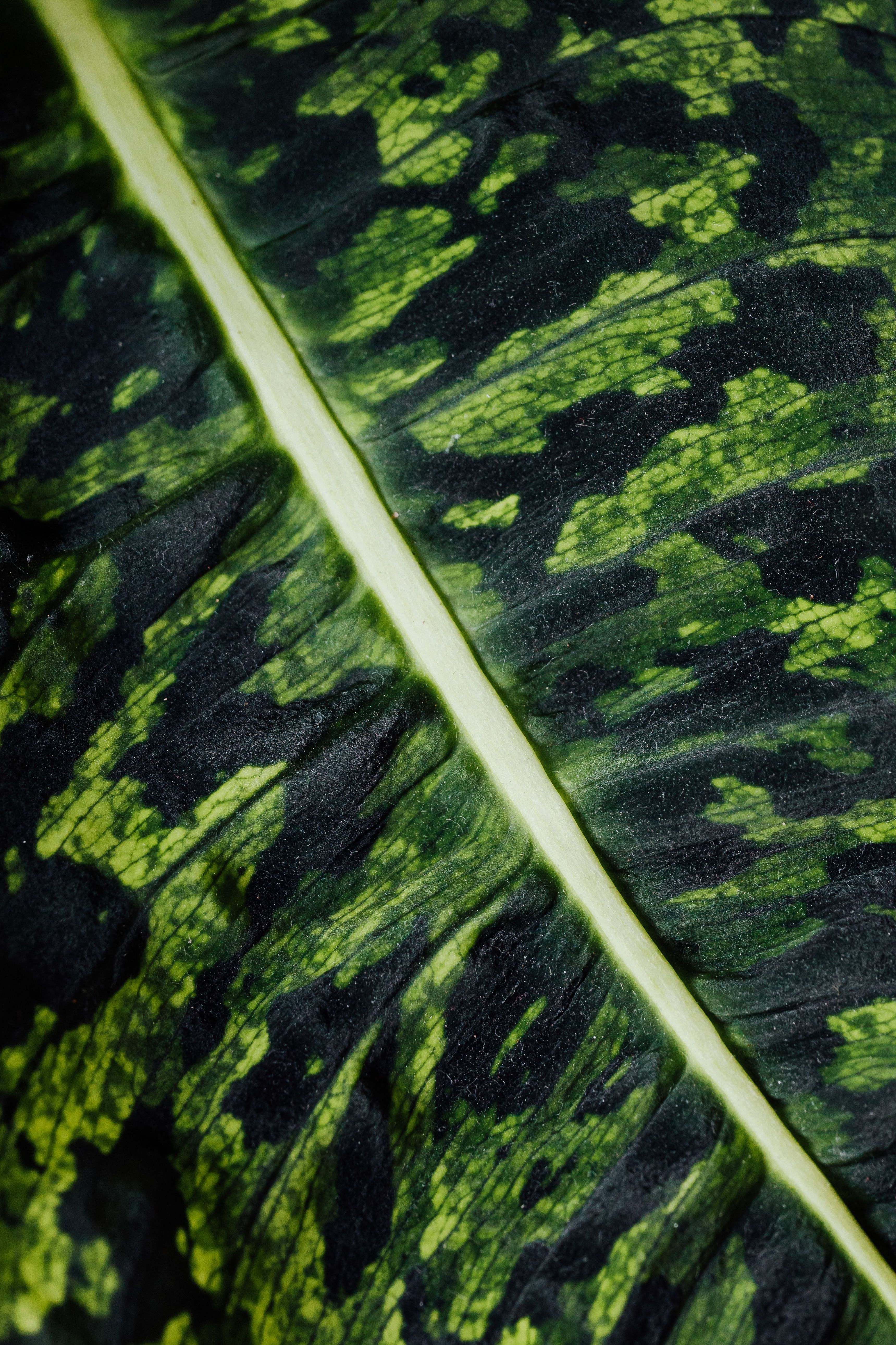 Macro Photography of a Leaf · Free Stock Photo