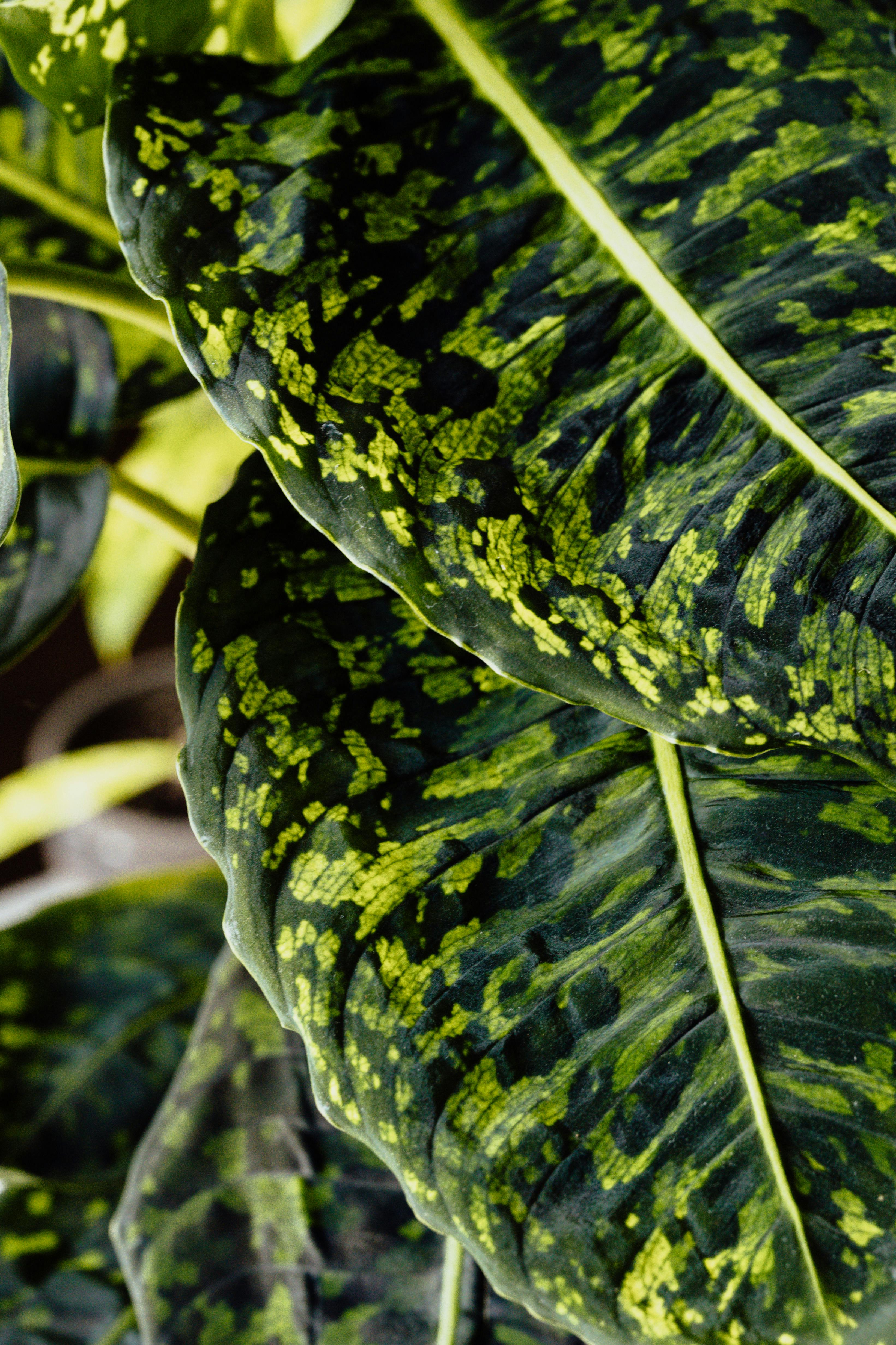 Low Angle Photo of Linear Leaf Plant · Free Stock Photo