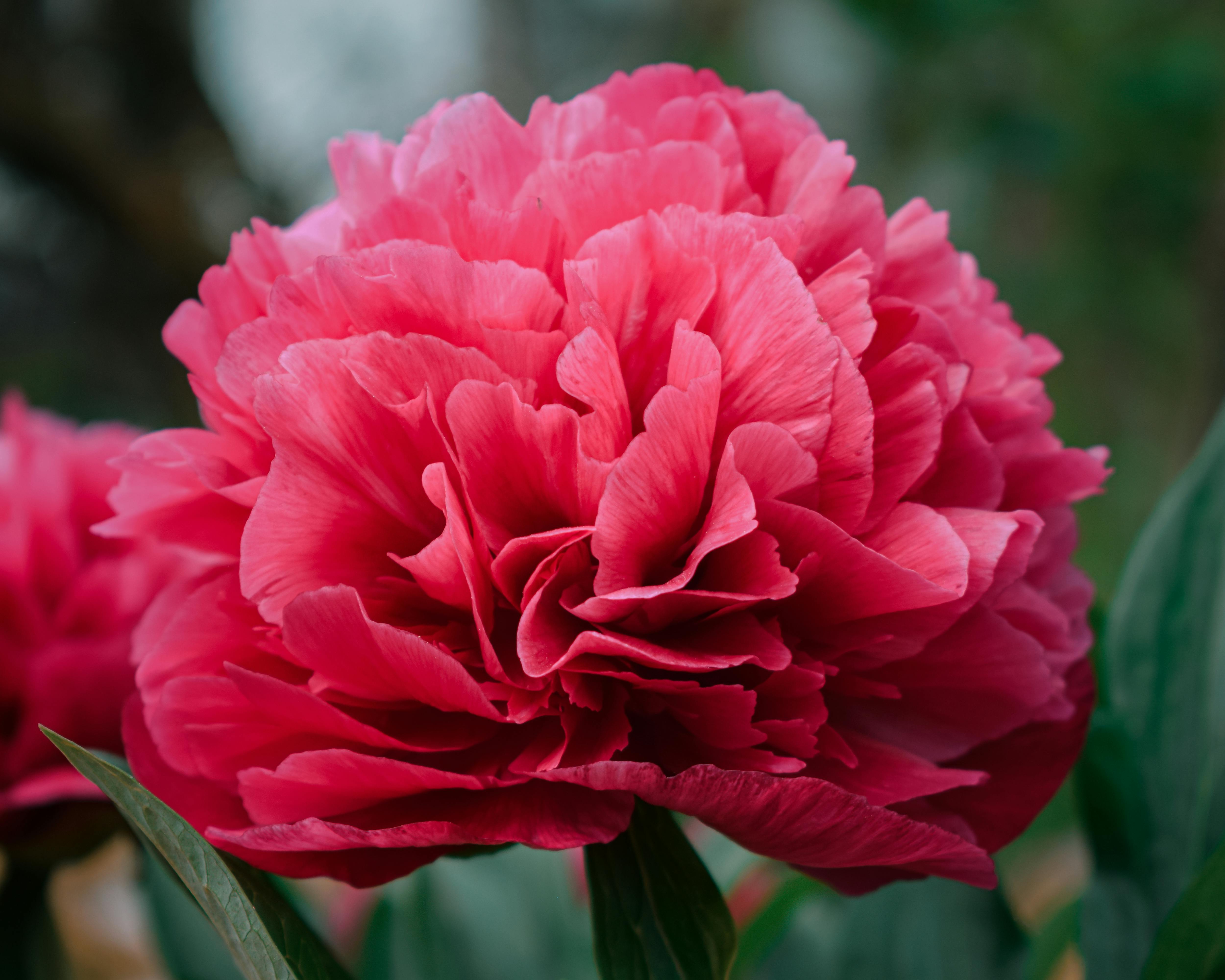 Close Up Photo of Peony · Free Stock Photo